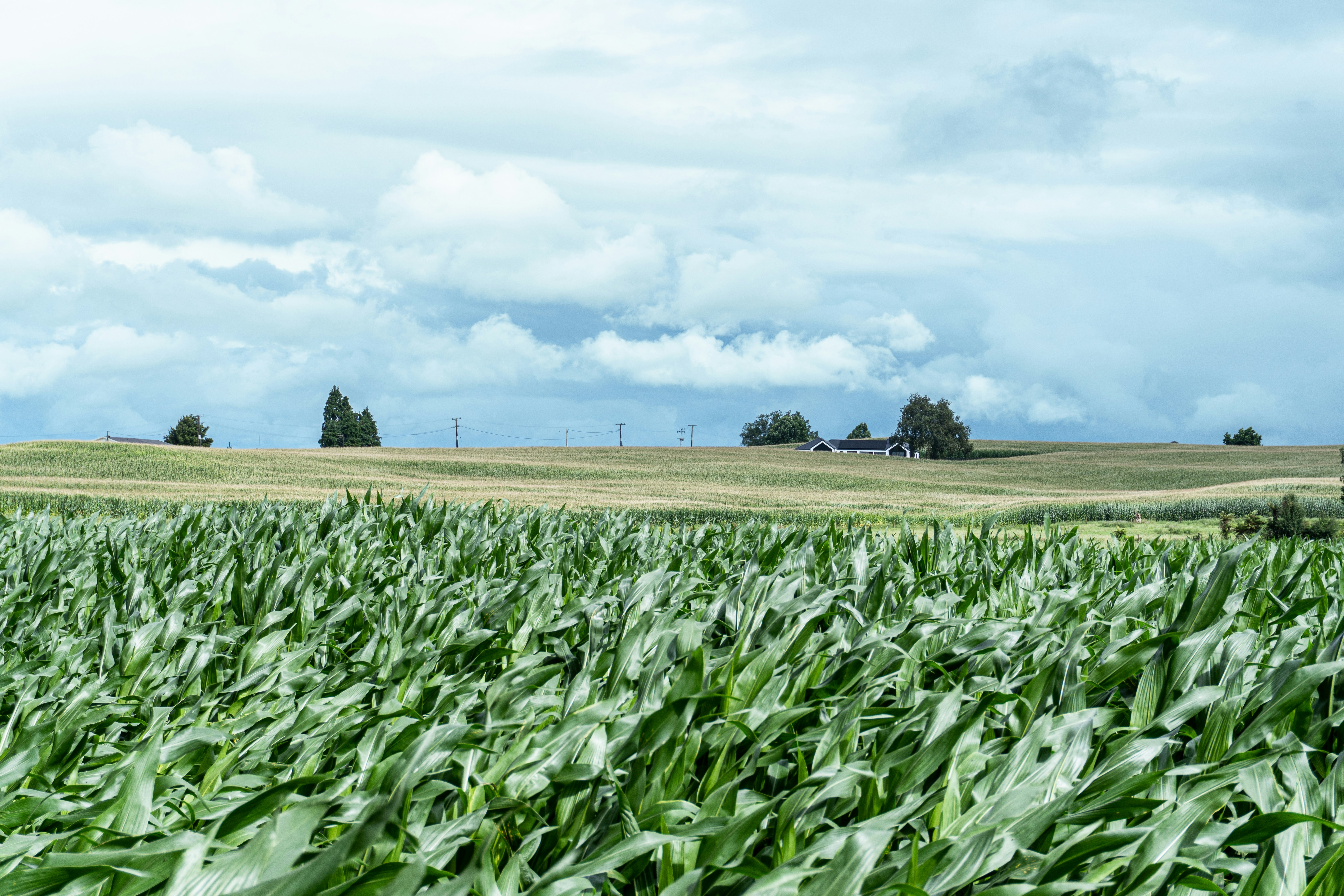 A field of green corn with a house in the distance photo – Free New ...