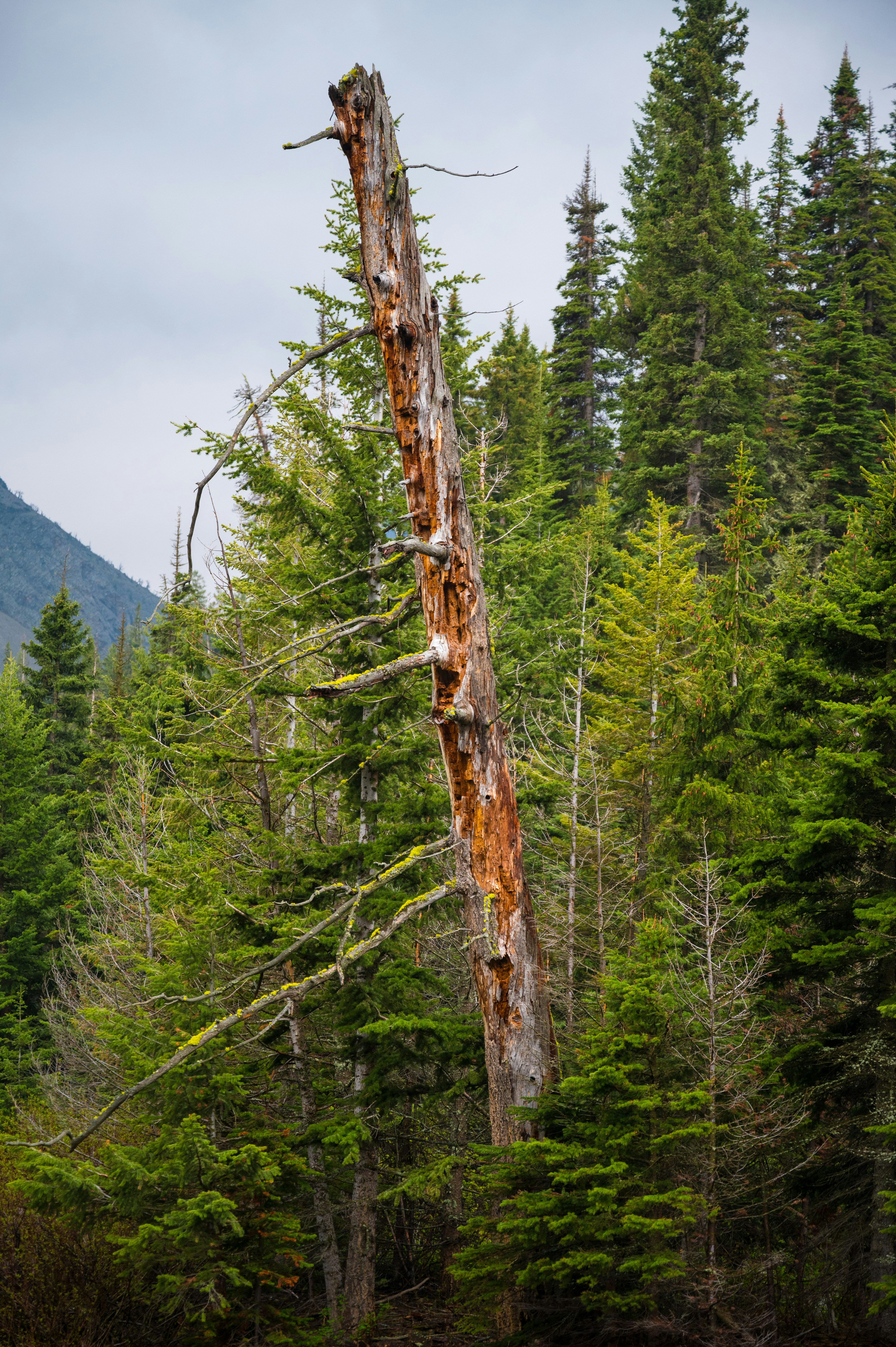 The Sentinel of the Pine Pass