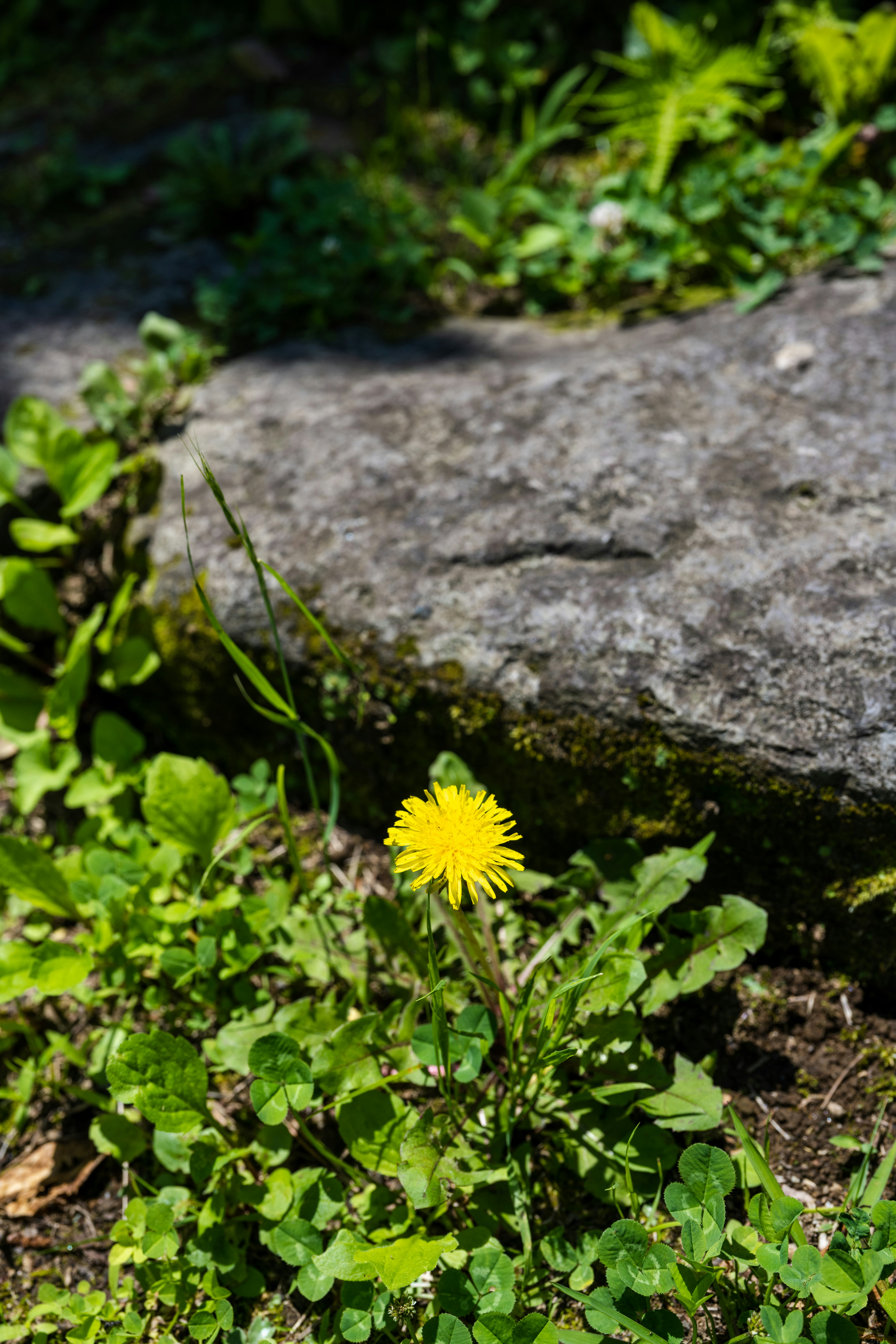 Photo by Kouji Tsuru with Nikon Z7 II