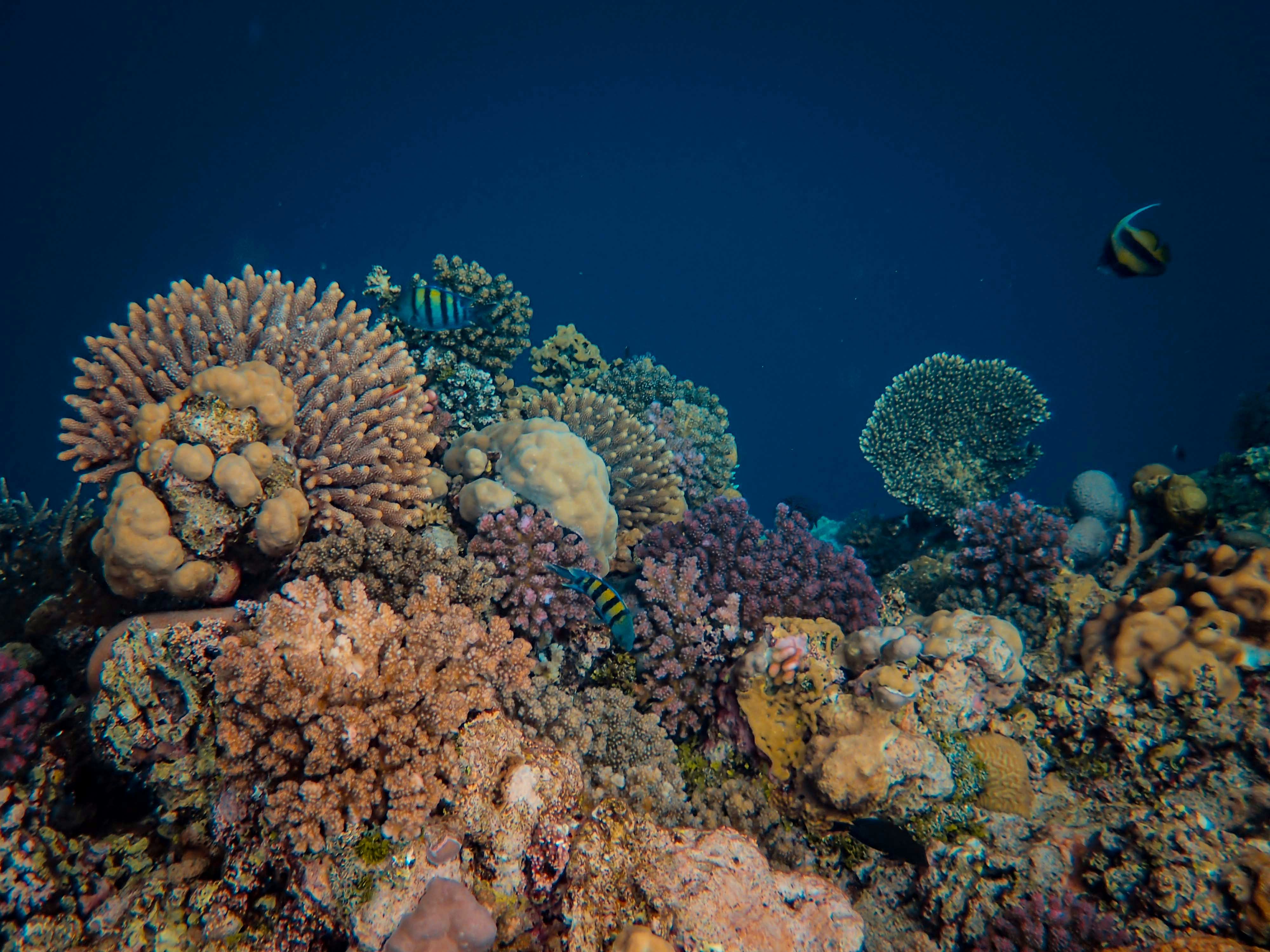 Foto Un pez nada sobre un colorido arrecife de coral – Imagen Naturaleza gratis en Unsplash