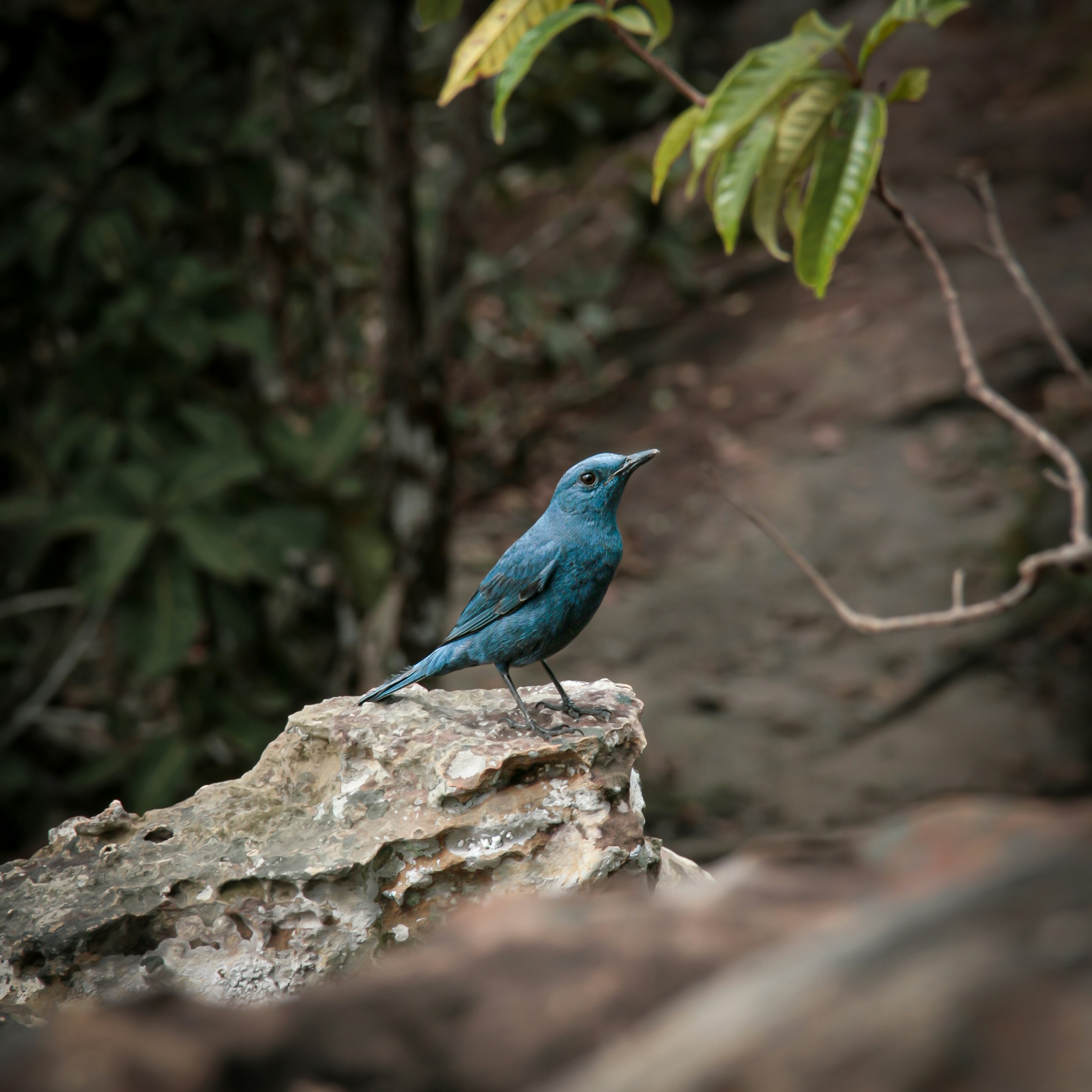 Azure Sentinel on a Weathered Crag