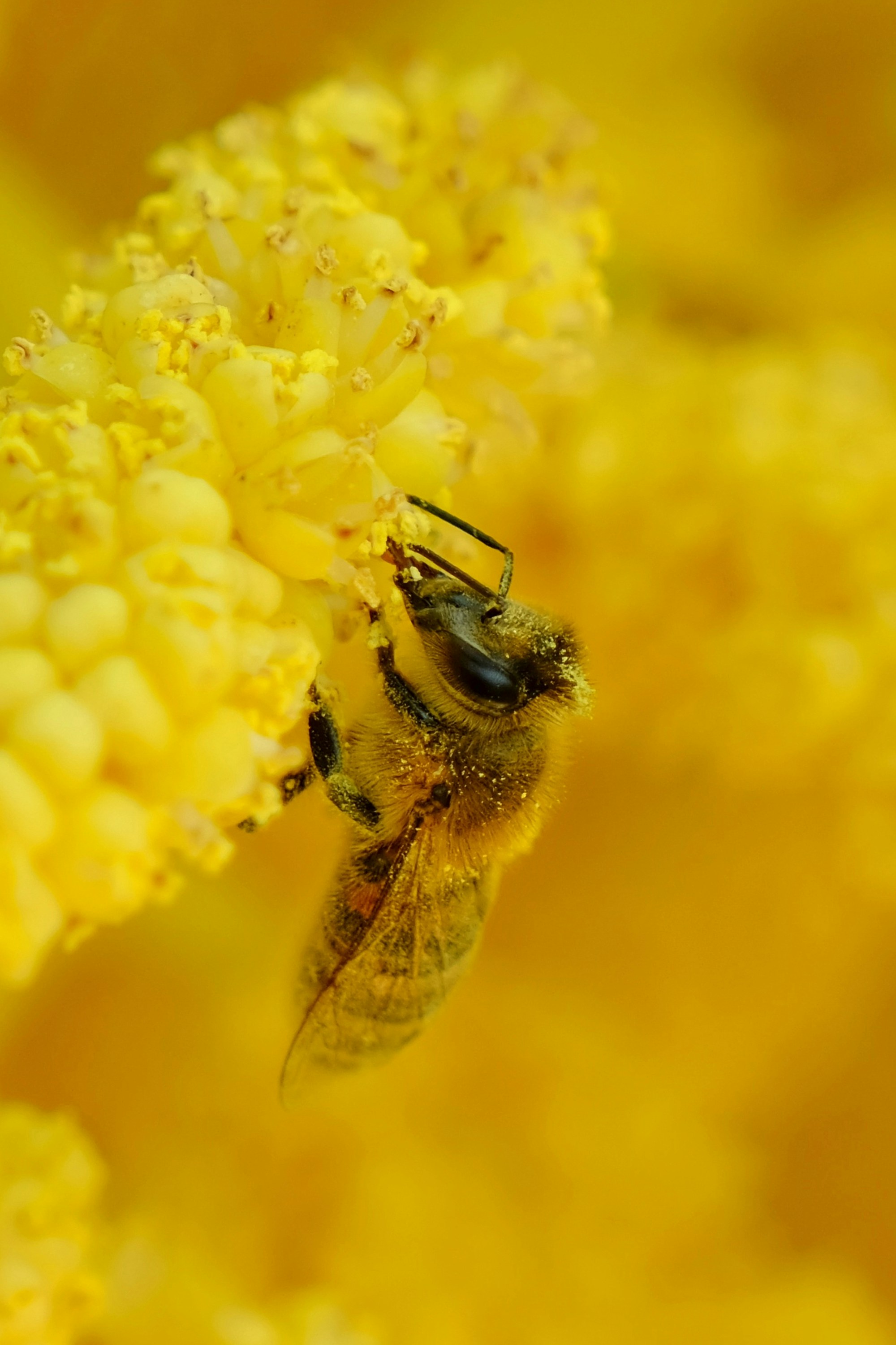 Golden Stamen Forage: a Honeybee Among a Sea of Yellow