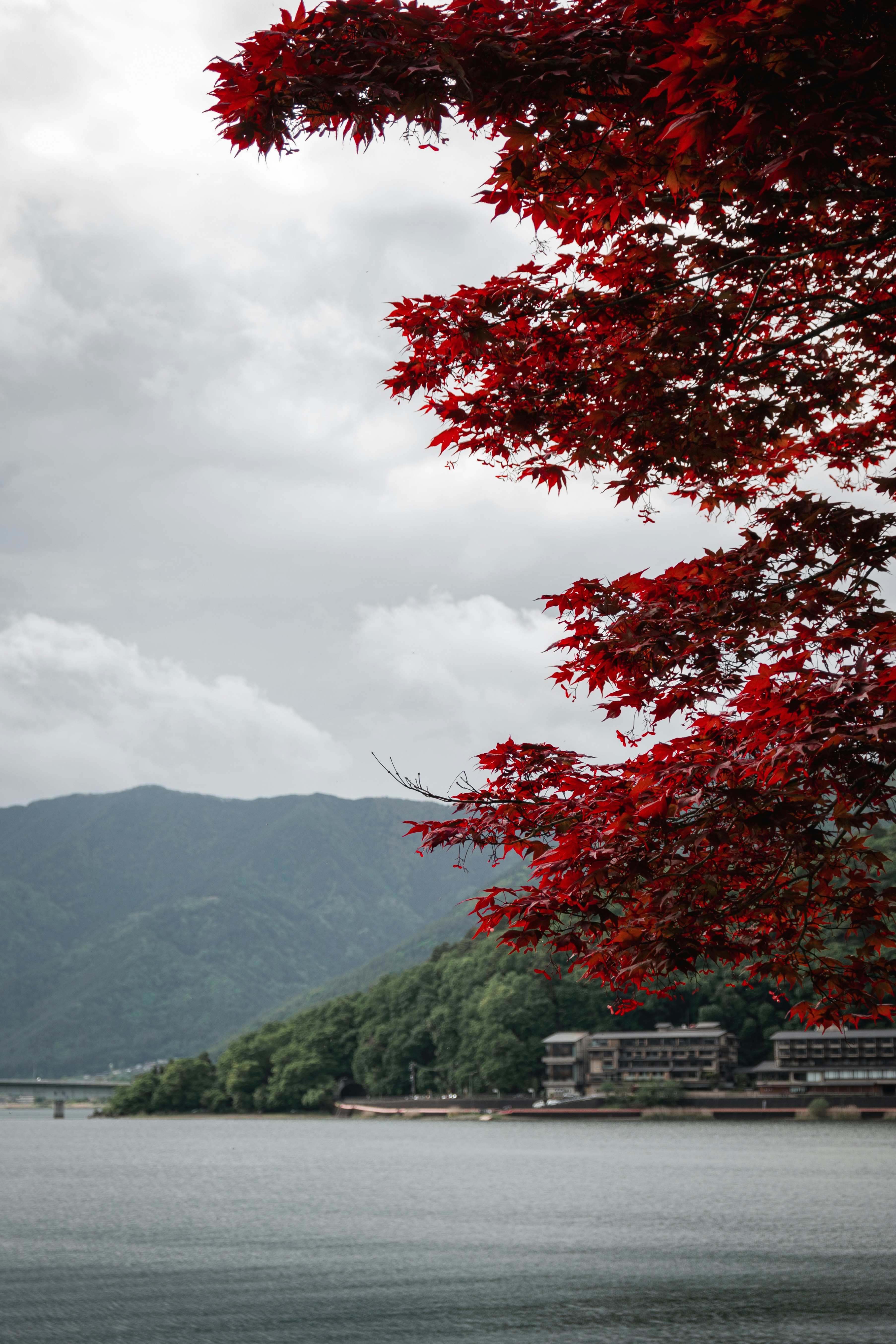 Crimson Maple Framing a Serene Lake Vista