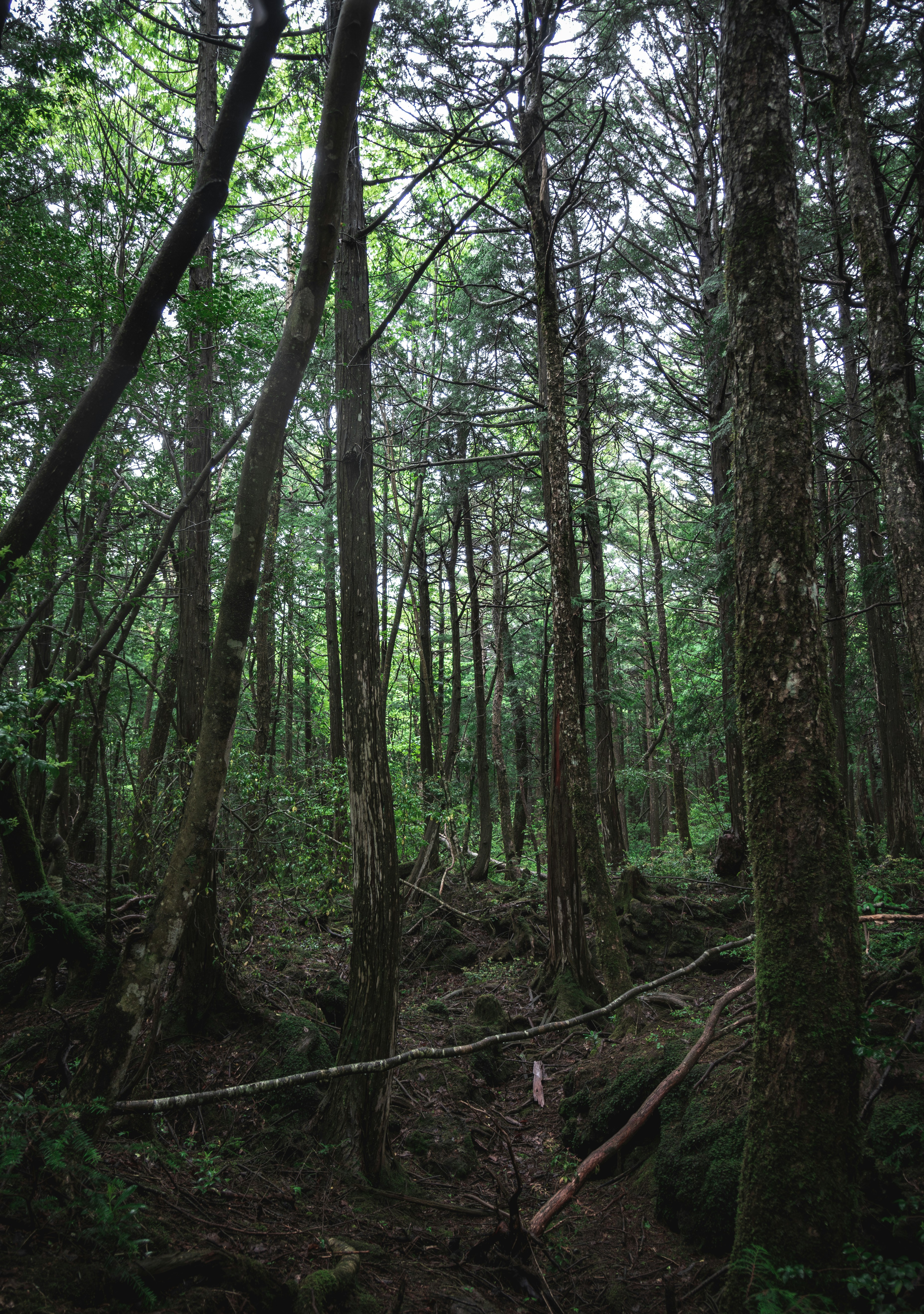 A forest filled with lots of tall trees photo – Free Aokigahara Image ...