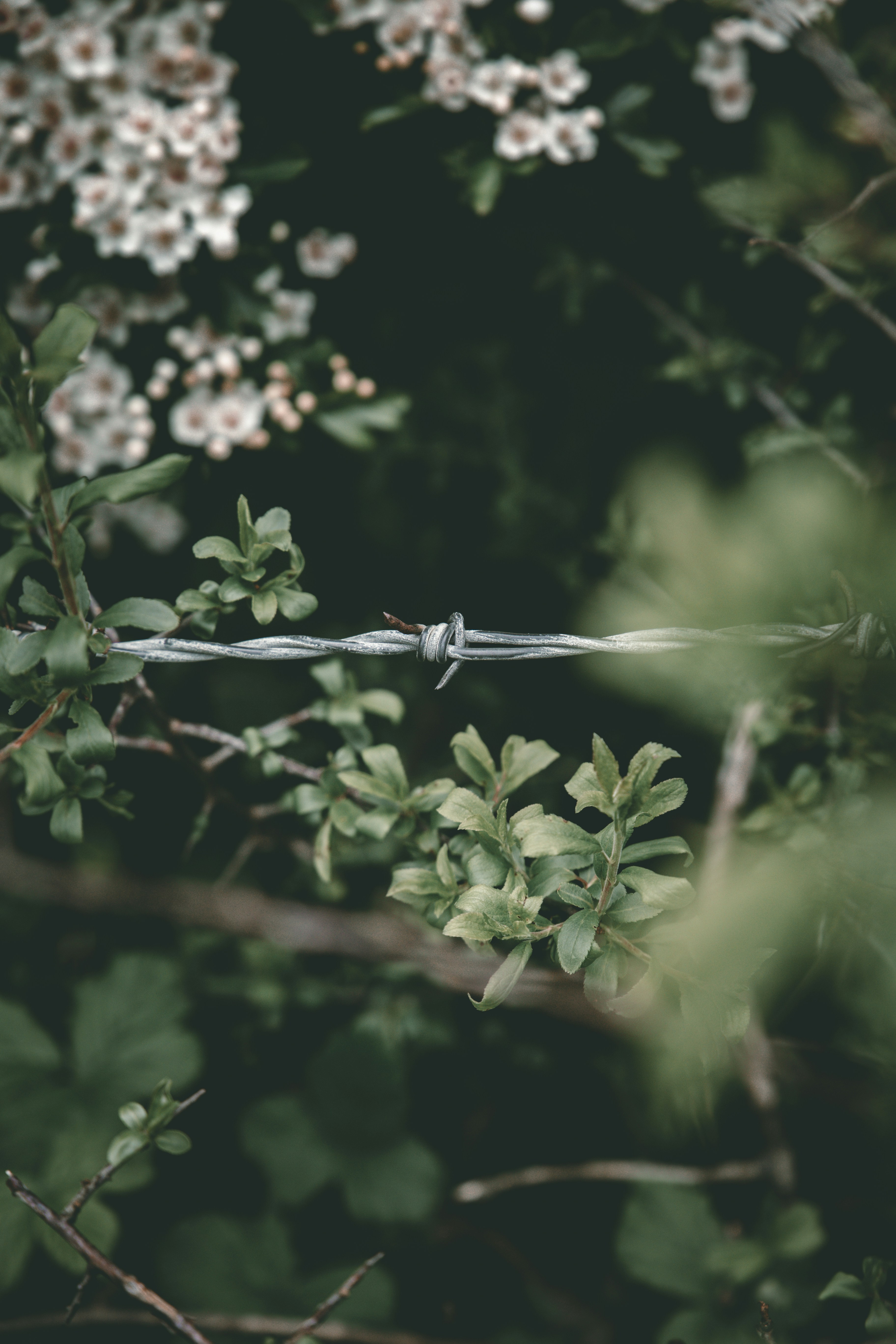 The Quiet Boundary: Barbed Wire Framed by Spring Blooms