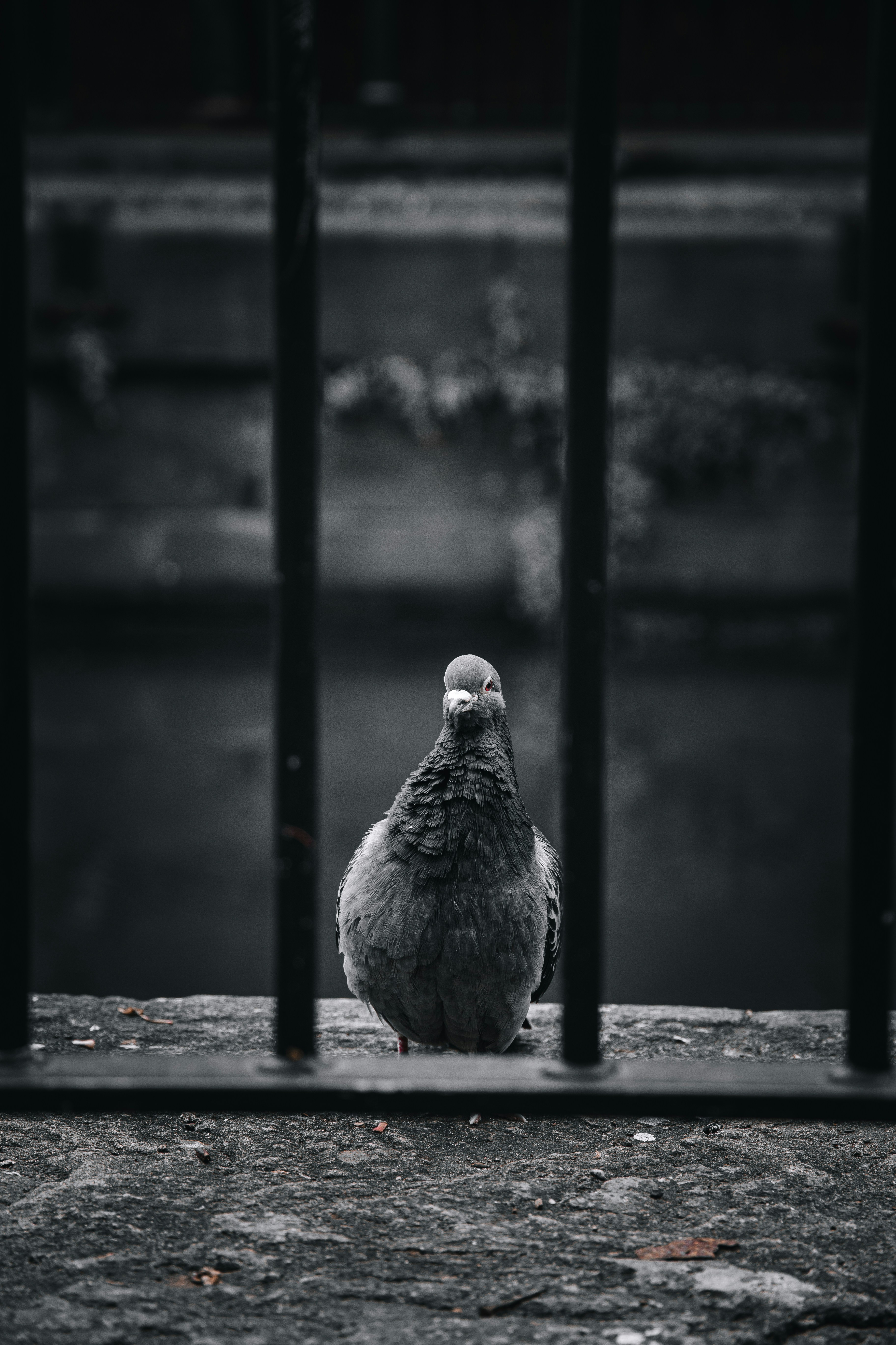 Between Rails, a Pigeon’s Quiet Sentinel