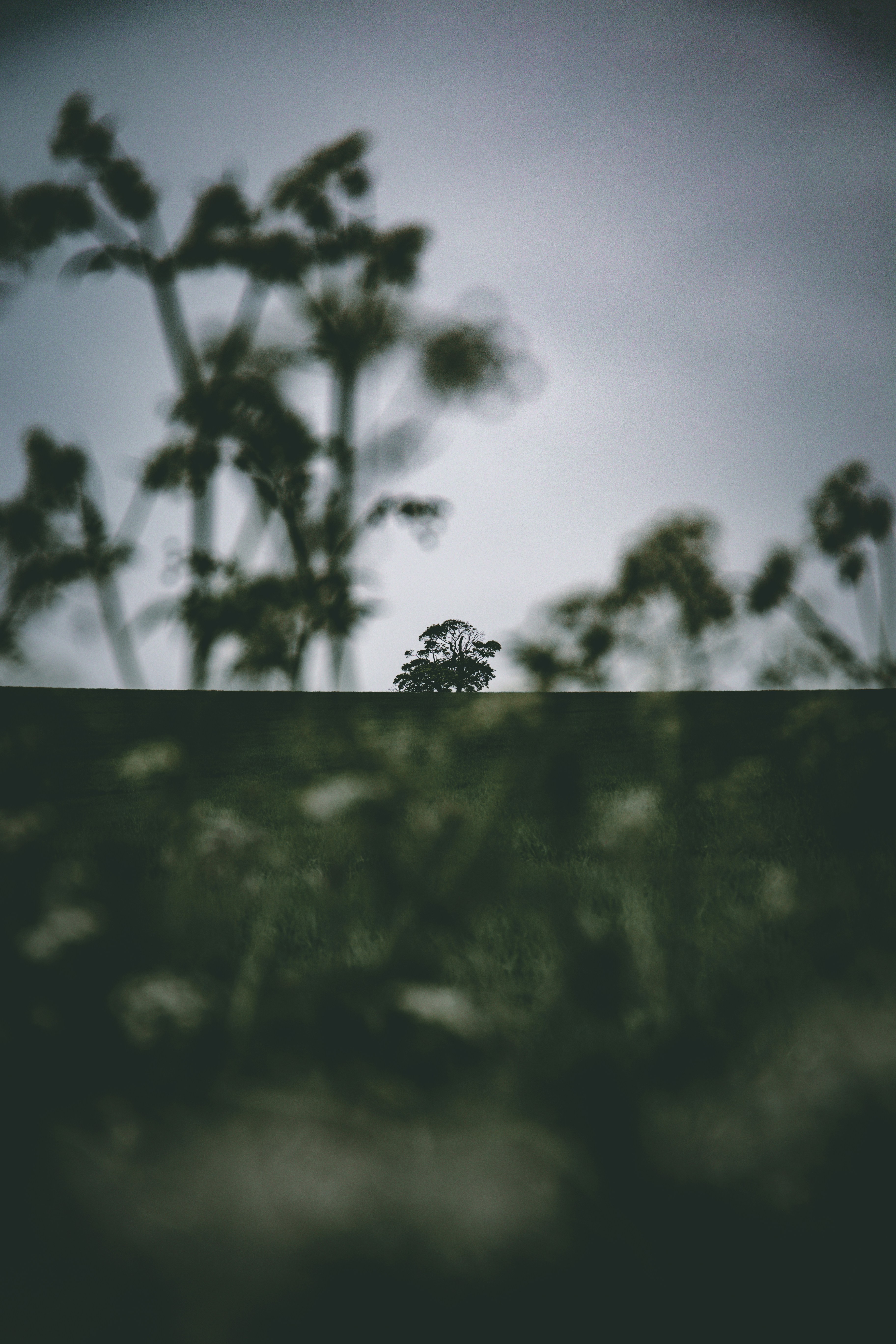 The Lone Treecrest: A Tiny Island of Shape on a Foggy Horizon