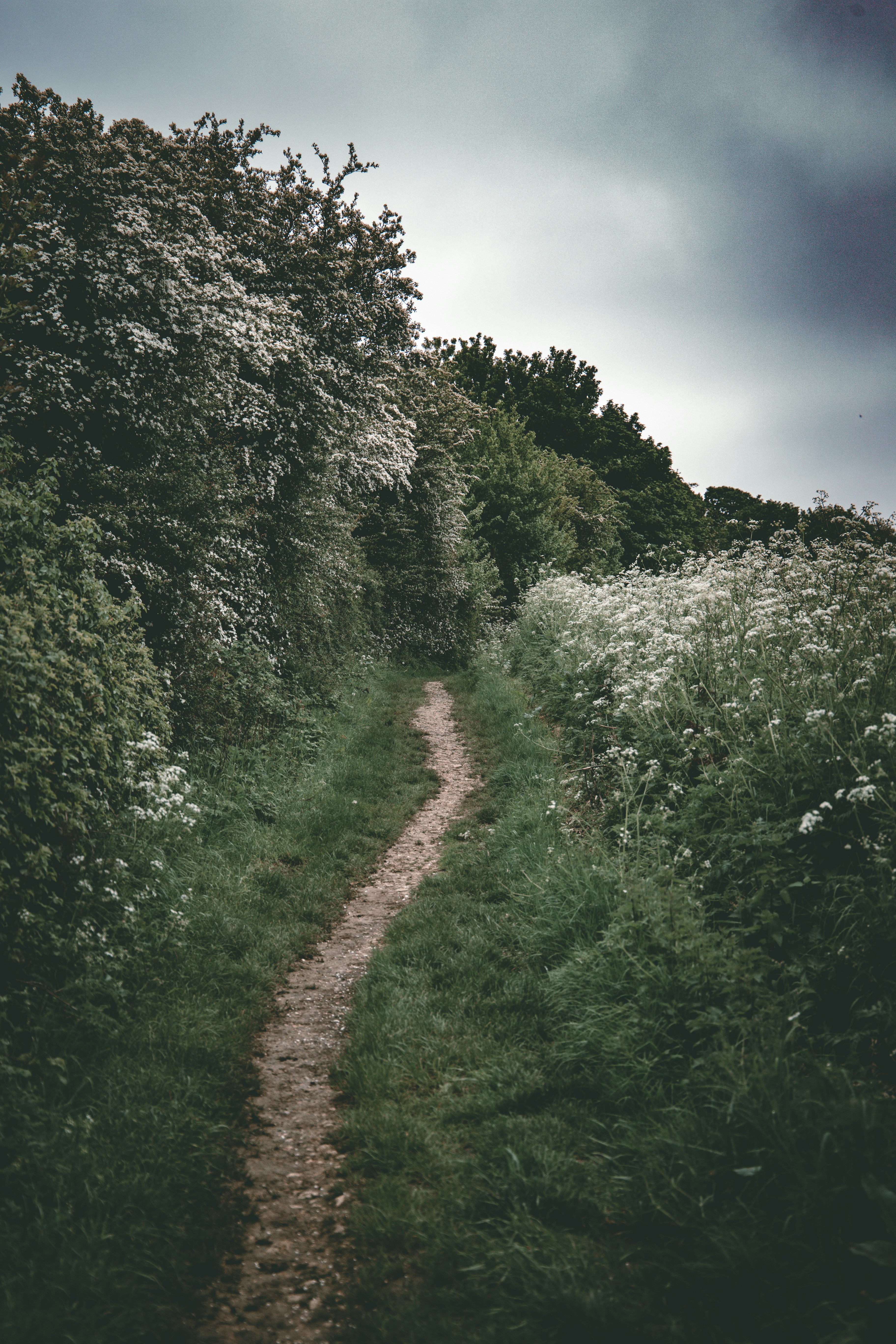 Trail to the Quiet Horizon: A Narrow Path Through White-Flowered Hedgerows