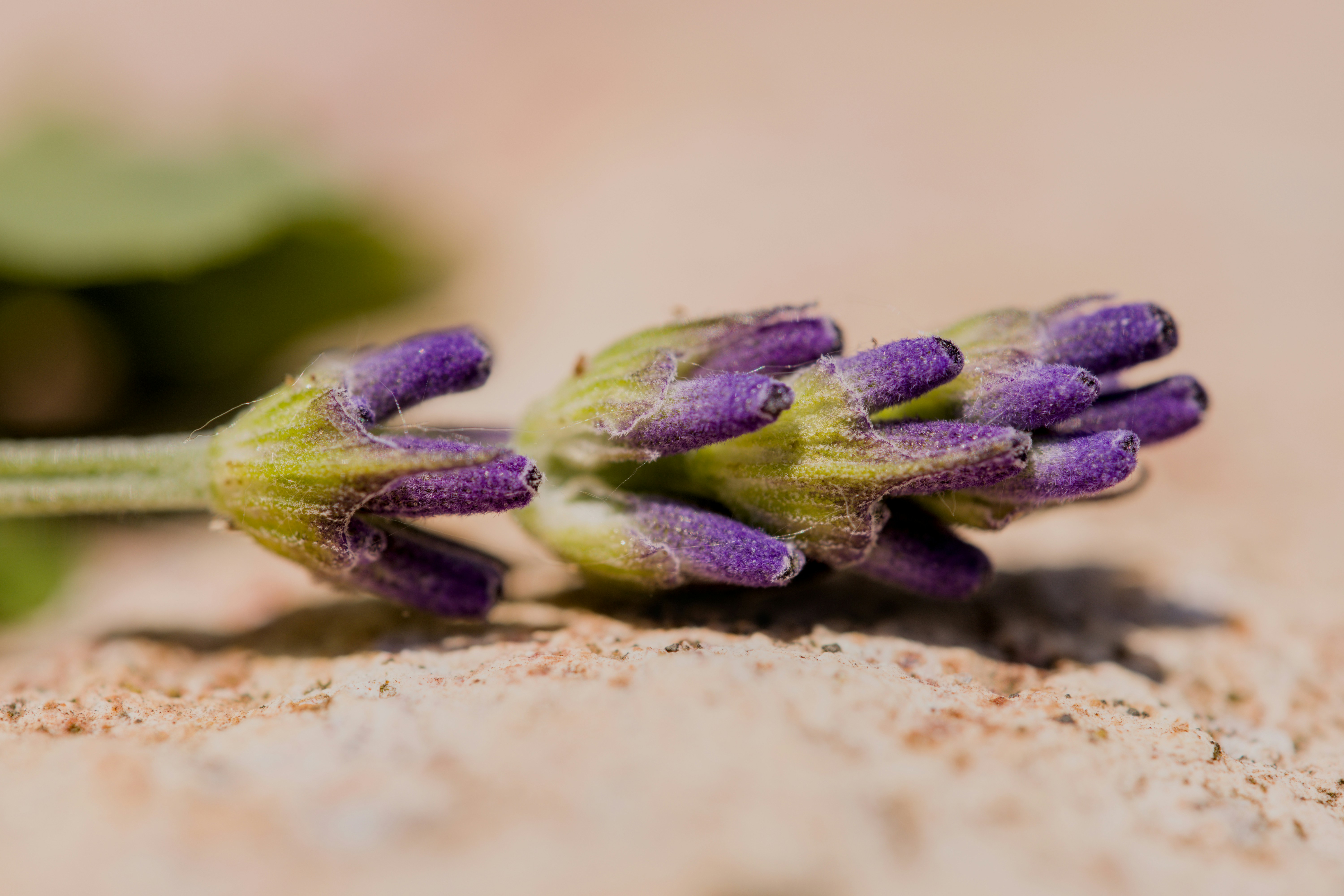 Lavender on Sand: A Macro Moment of Purple and Texture