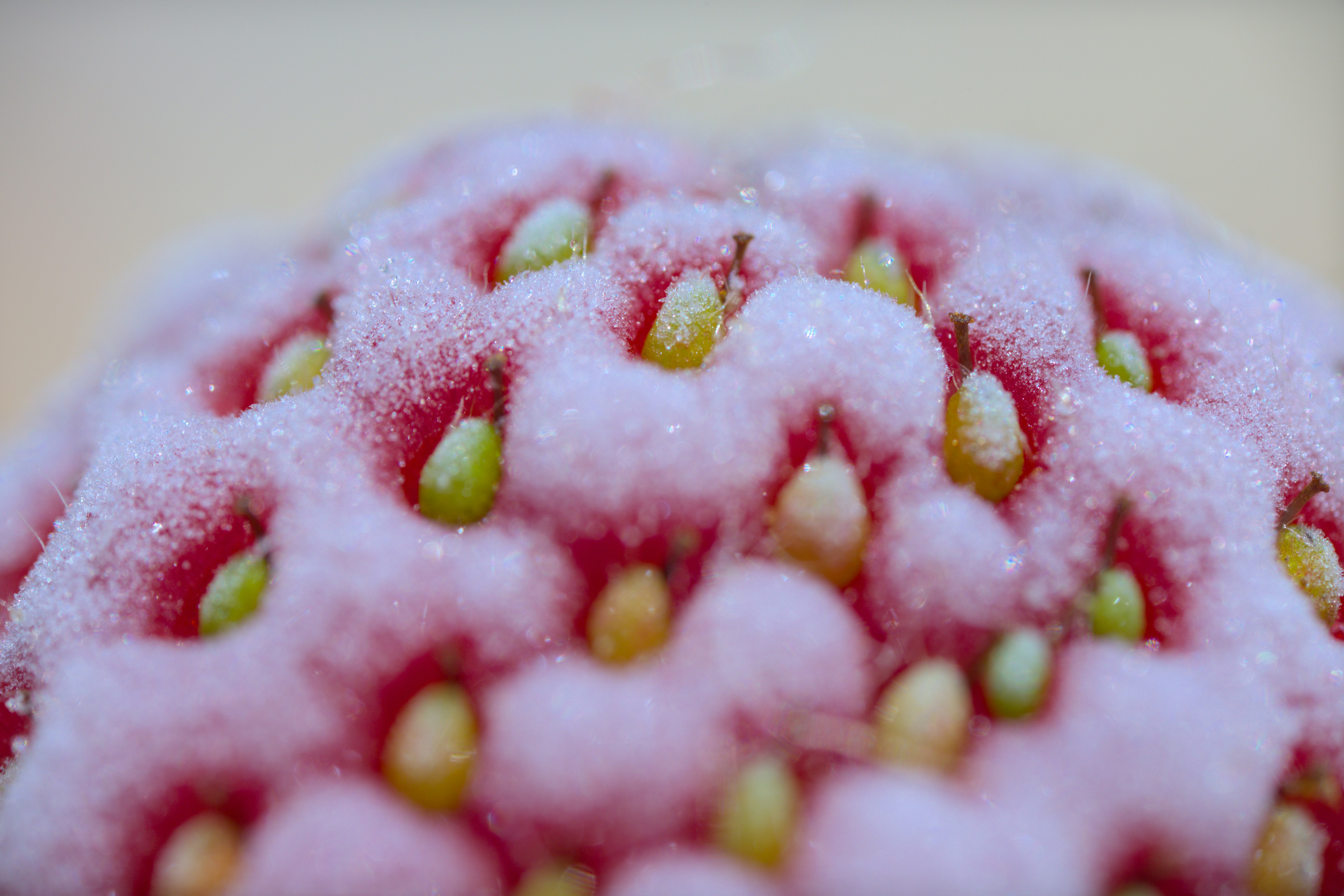 Frosted Pink Berry: A Macro Mosaic of Seeds