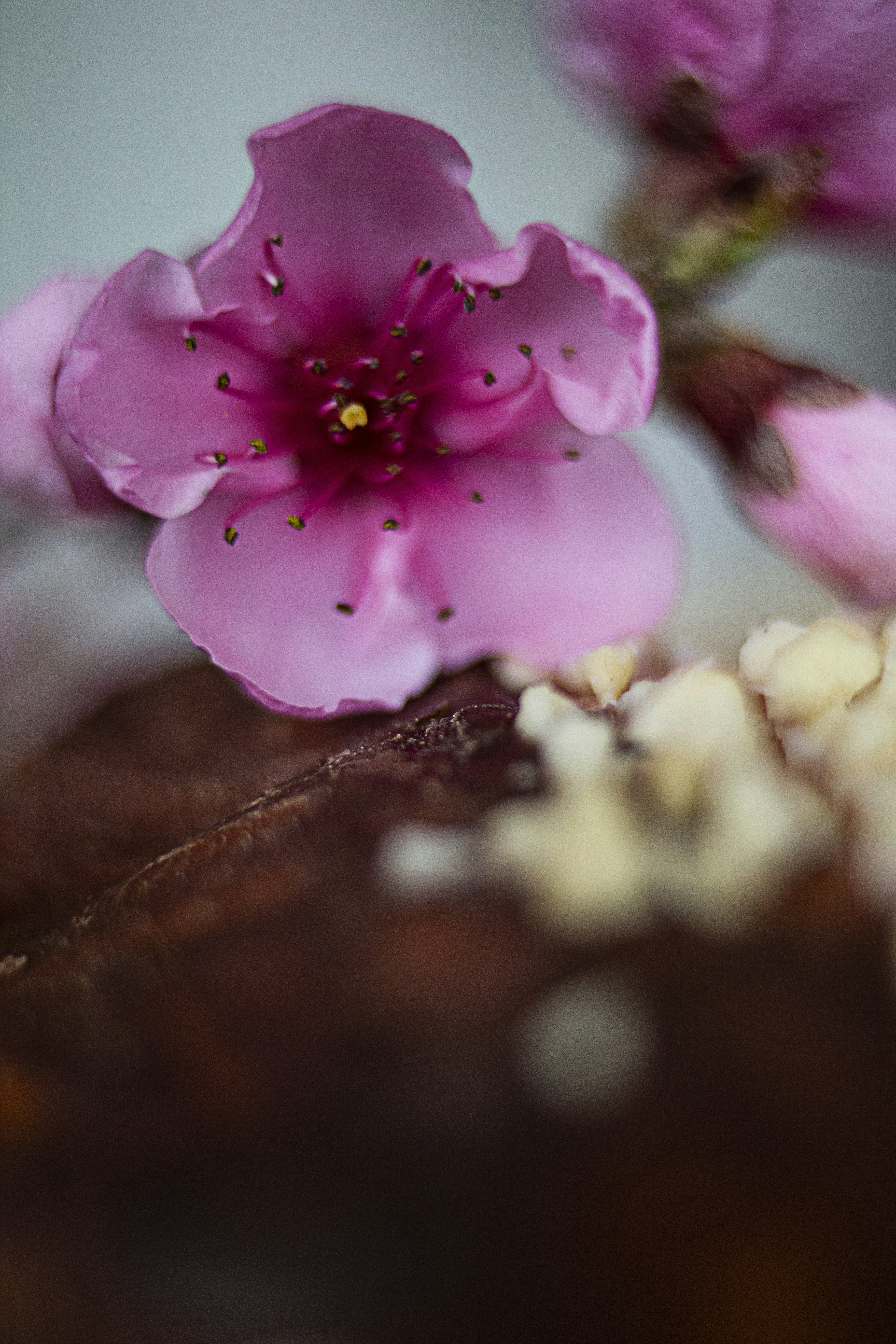 Center of Velvet Pink: A Macro Portrait of a Petal