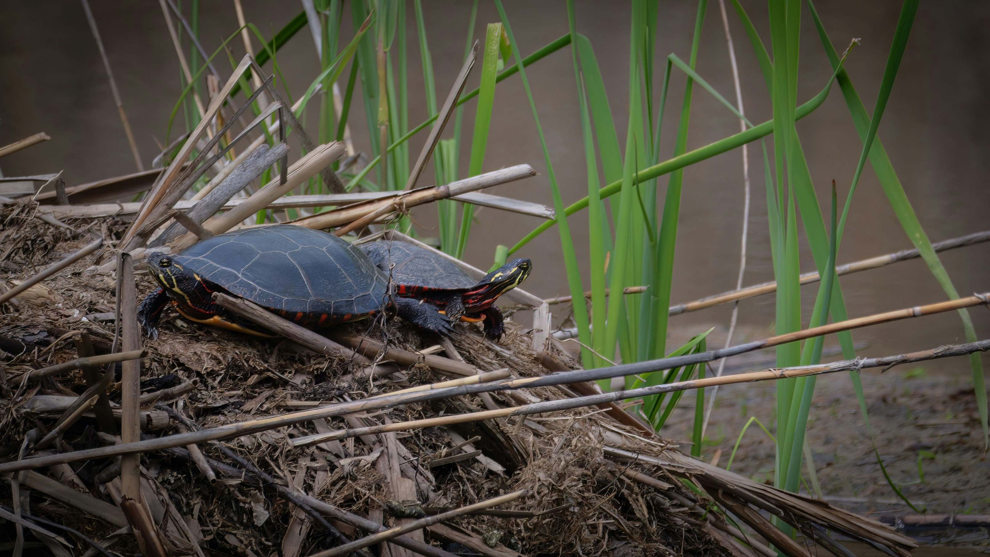 Turtle on a Muddy Knoll Surrounded by Marsh Reeds