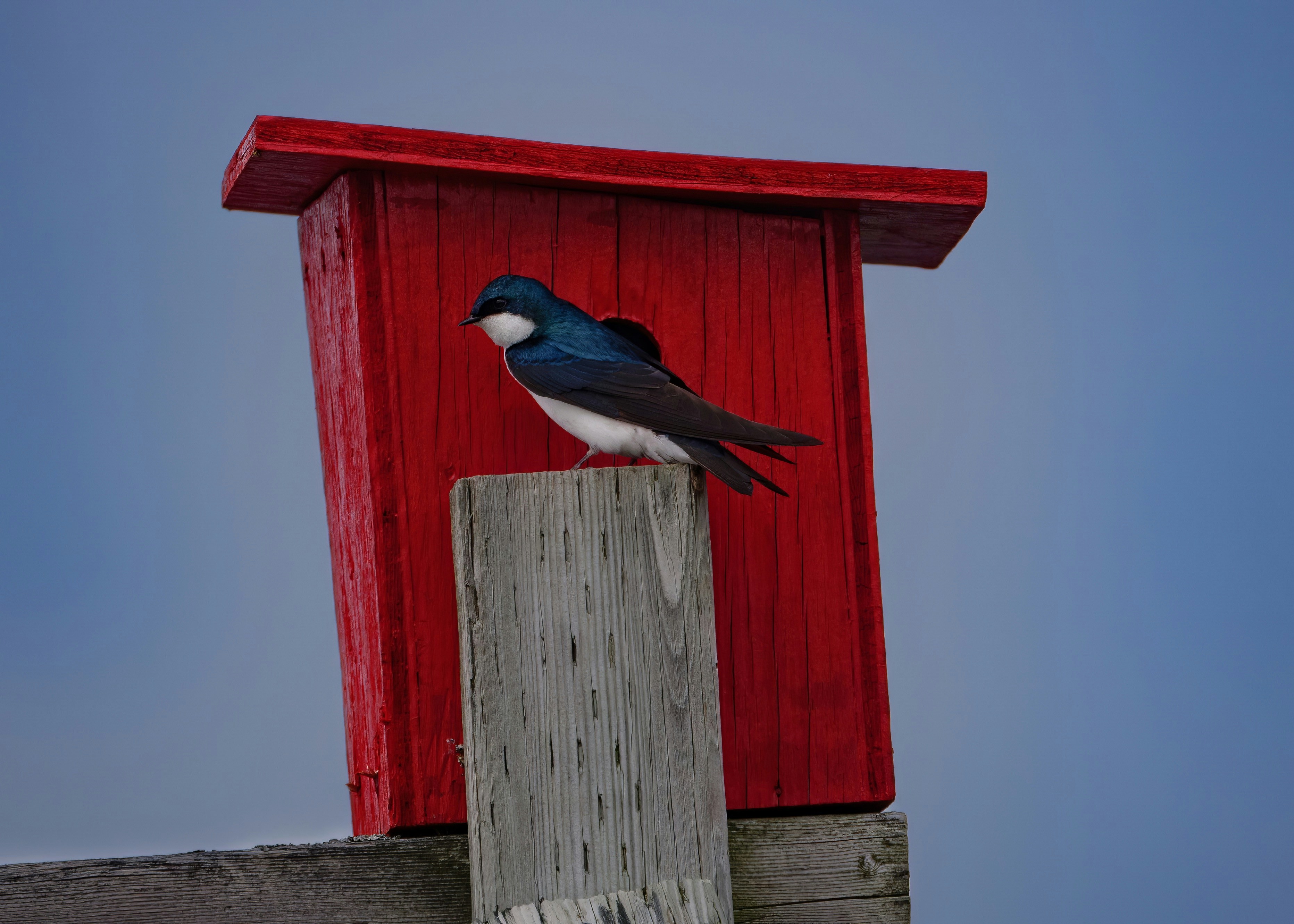 Azure Perch on a Crimson Birdhouse Under a Pale Blue Sky