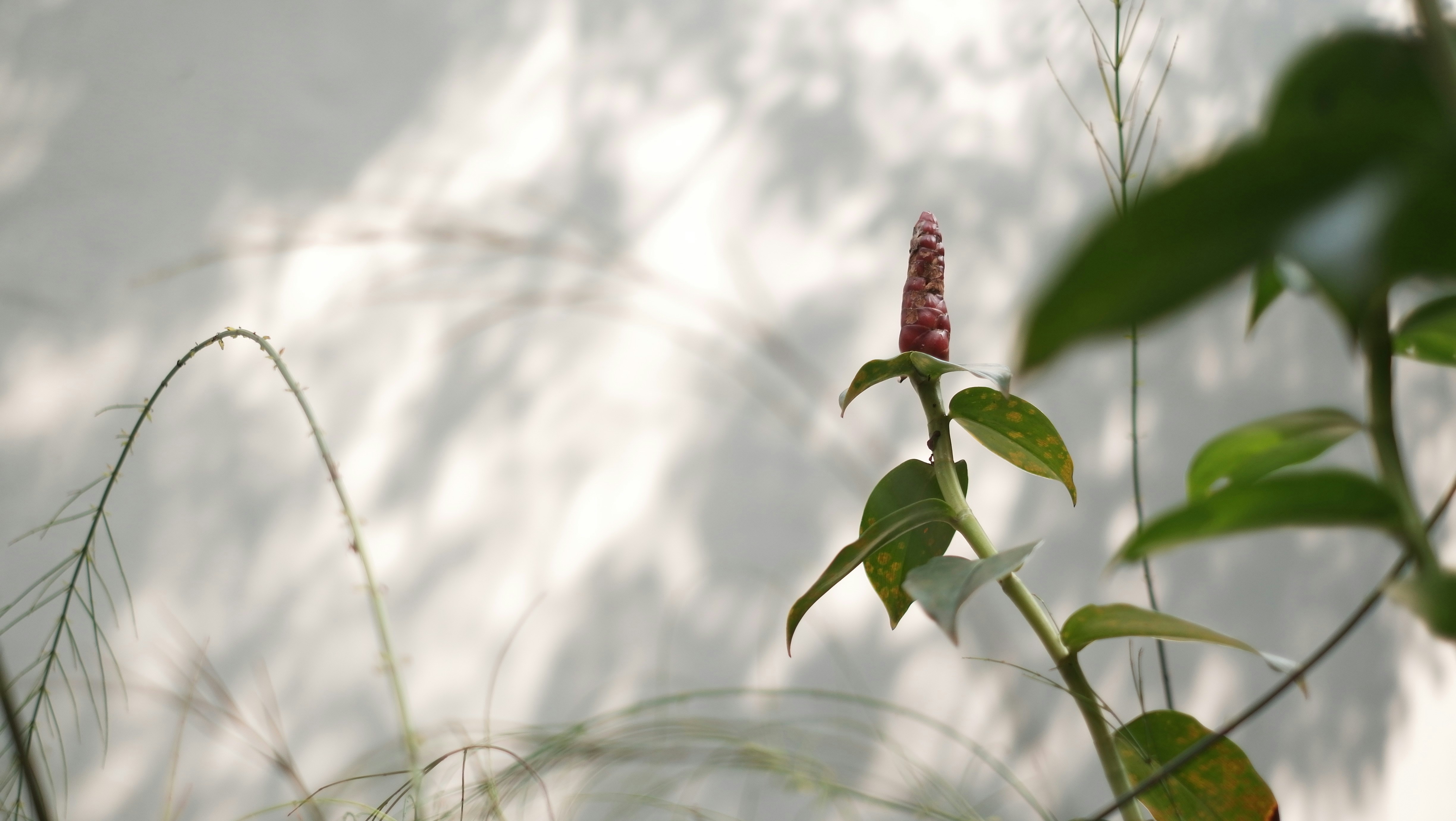 Emerald Spike: A Single Red Bud Amid Soft Garden Echoes