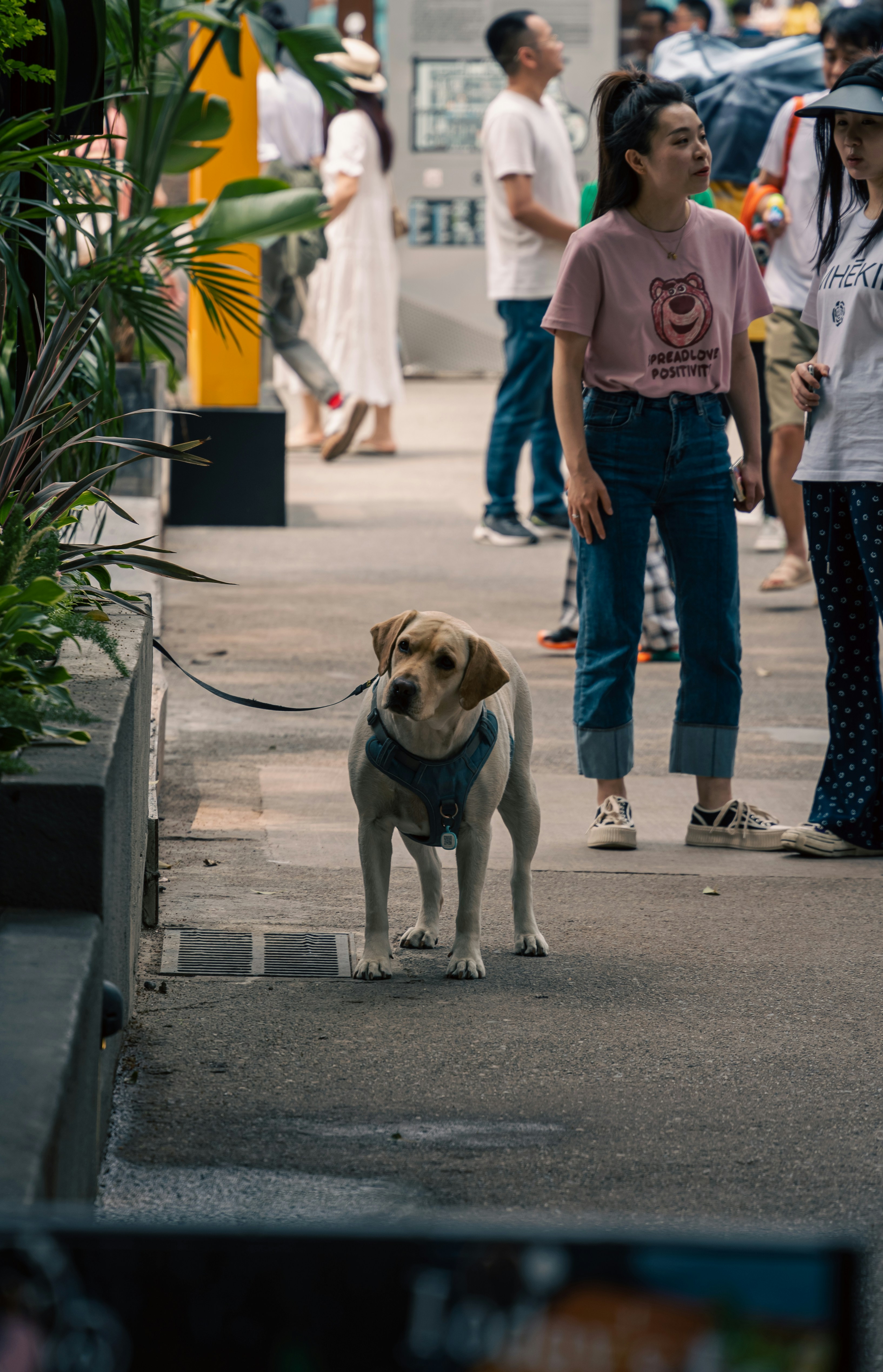 Leashed Focus: A Calm Dog Anchors a Bustling Sidewalk