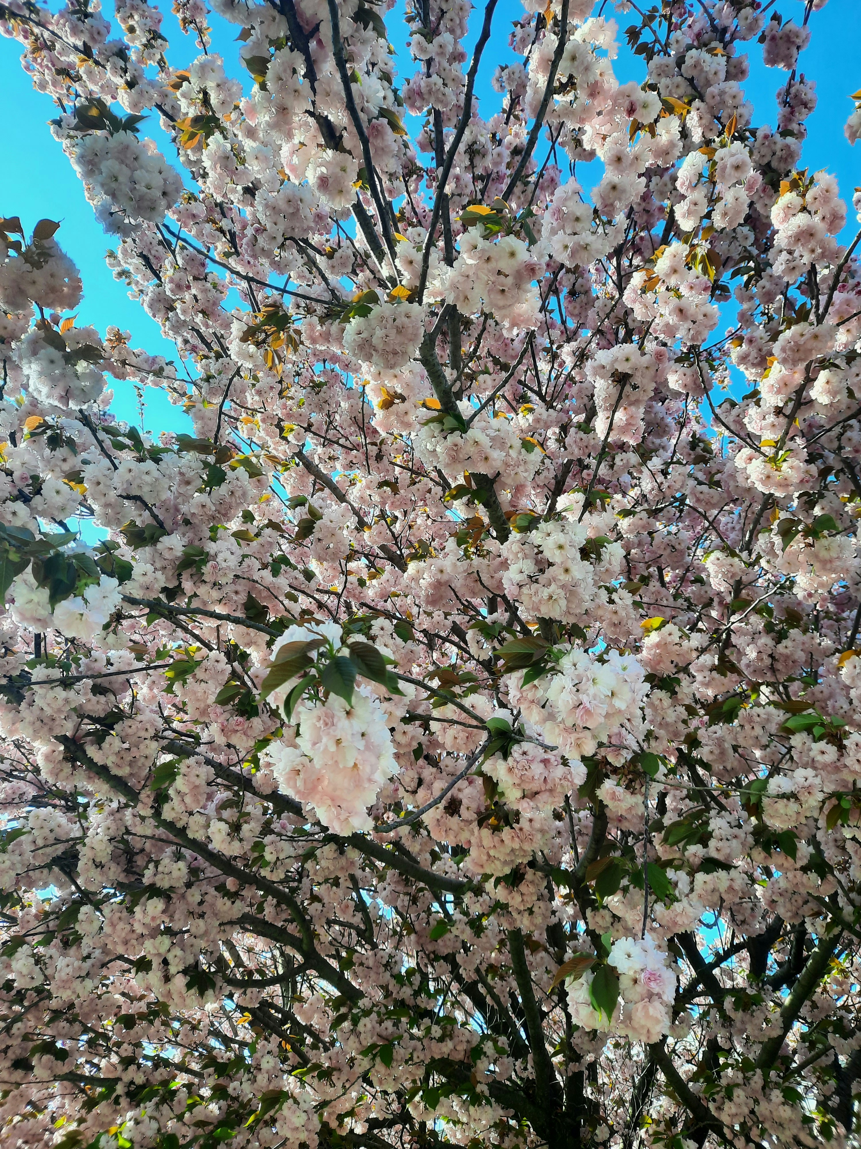 Azure Sky, Blush Canopy: Cherry Blossoms in Full Bloom