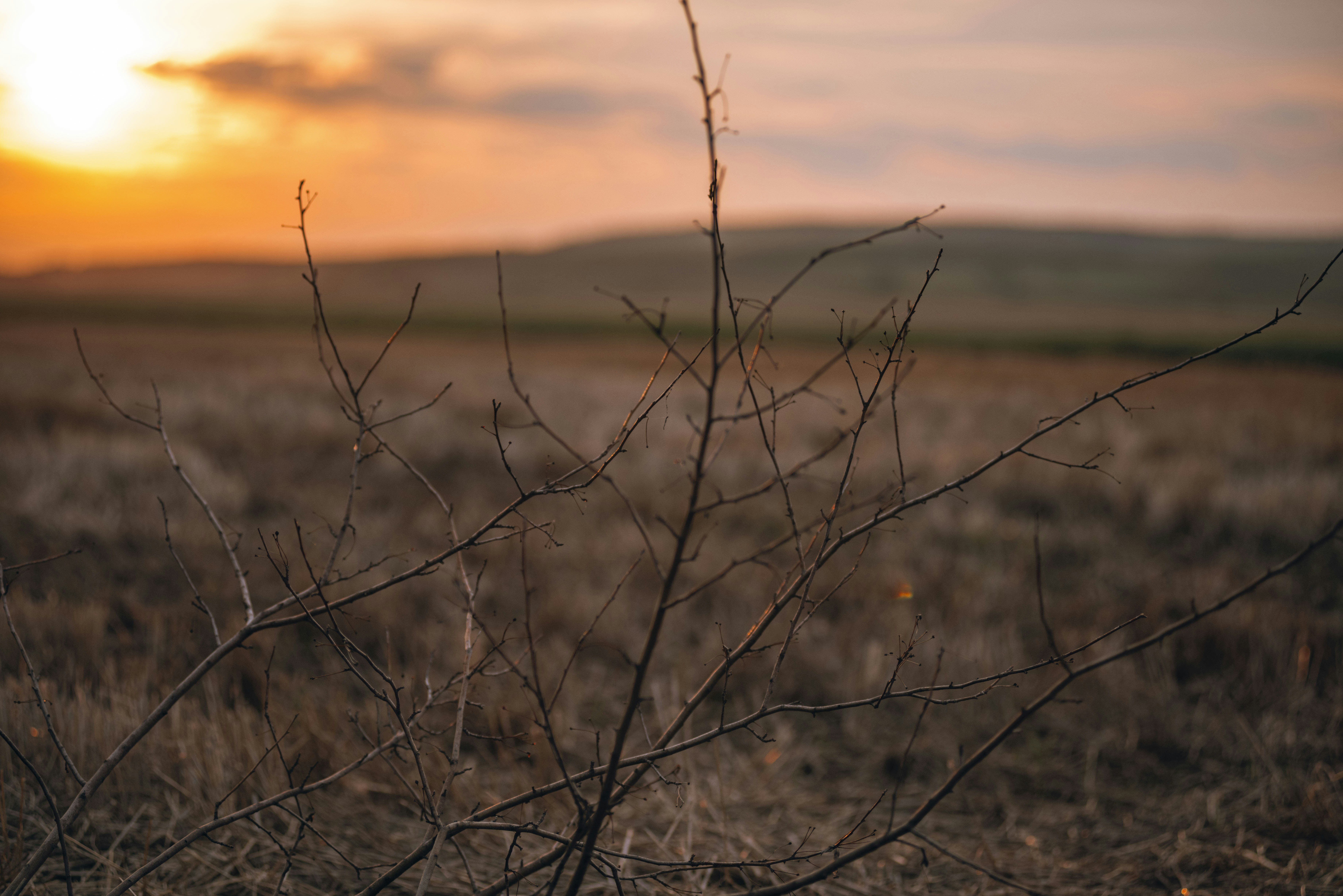 Dusk Fronds: A Prairie Horizon Framed by Thorny Branches
