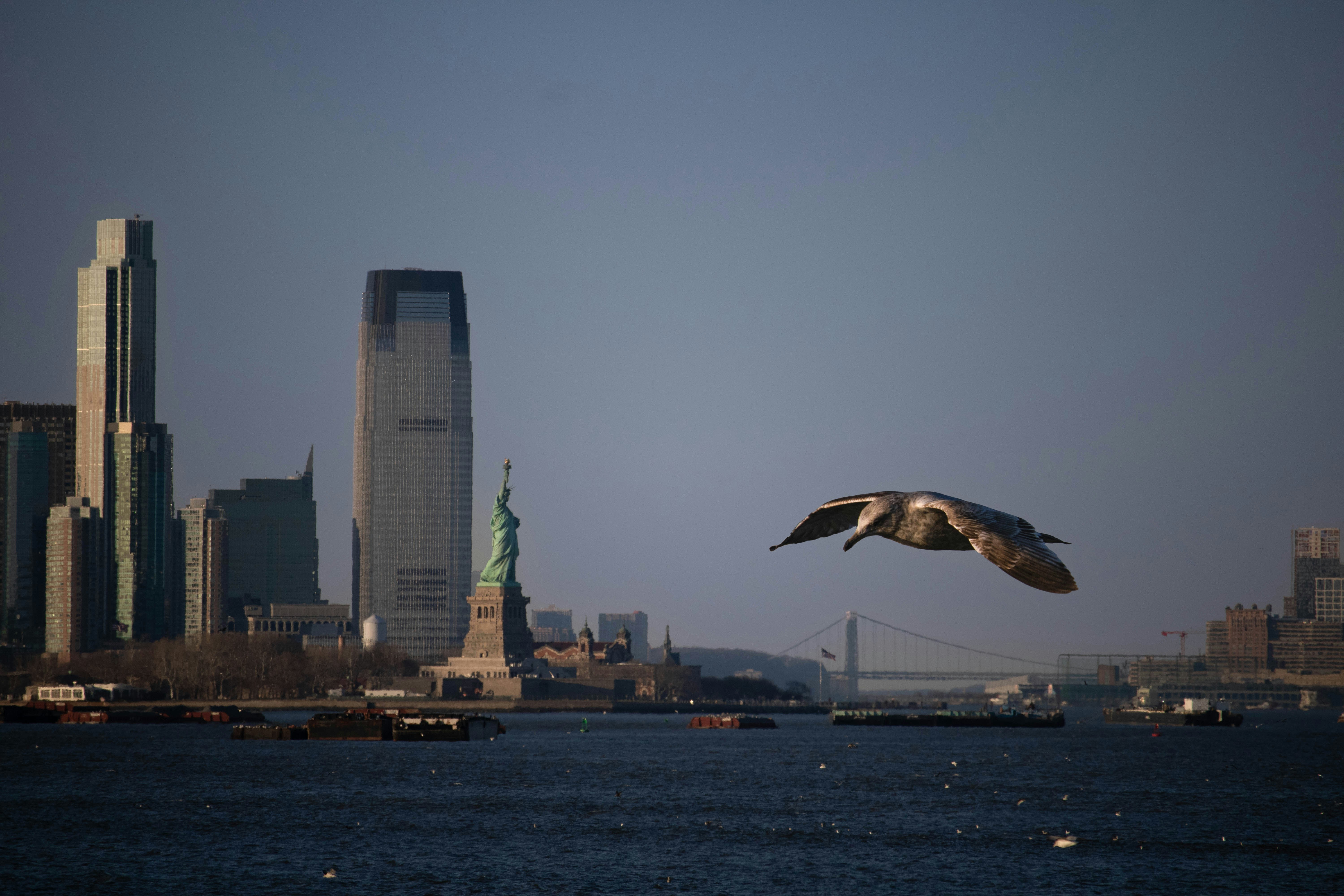 Wingbeat Over Liberty: A Gull Skims New York Harbor