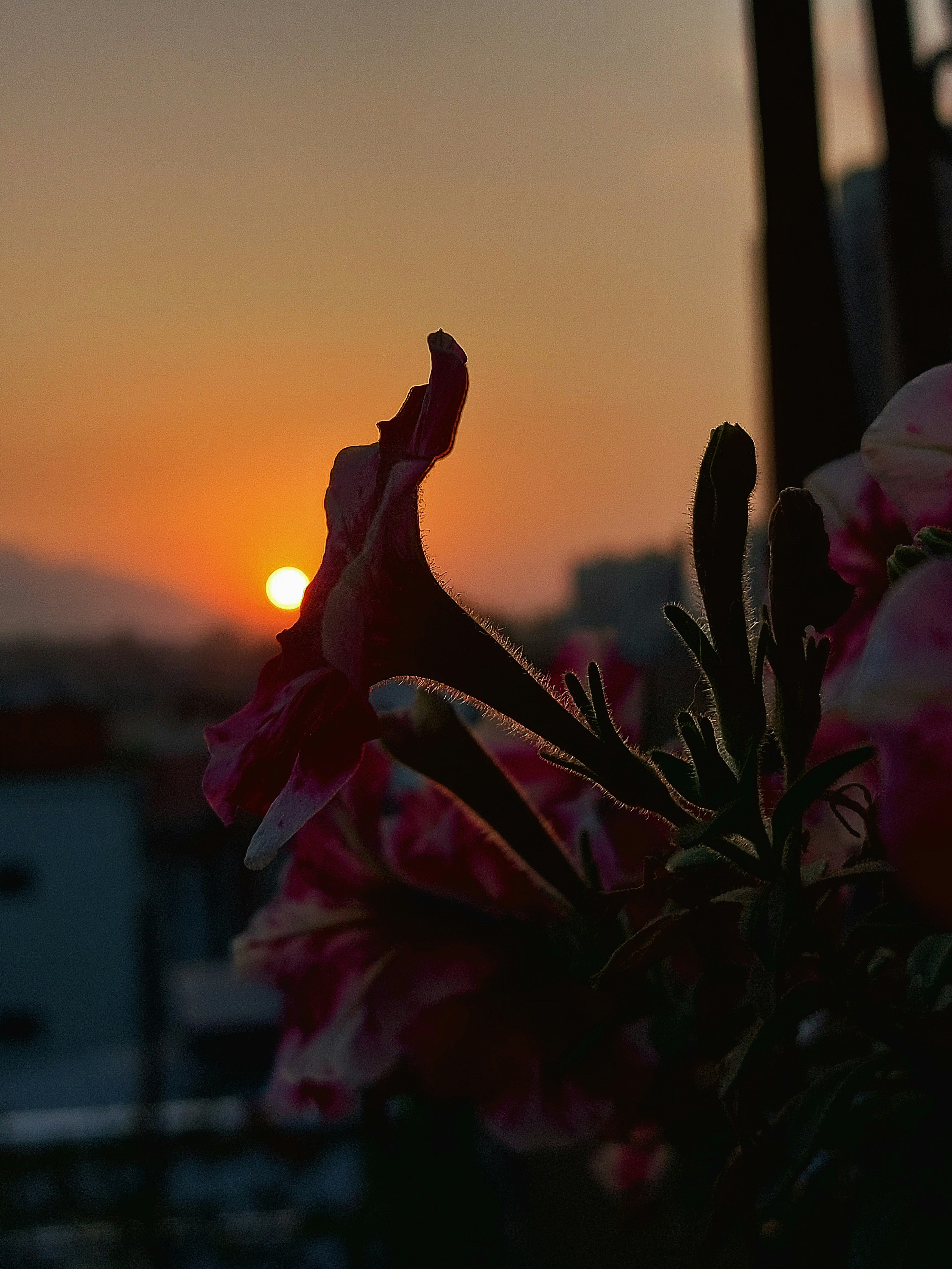 Photo by Pankaj Prakash with Samsung Galaxy A52