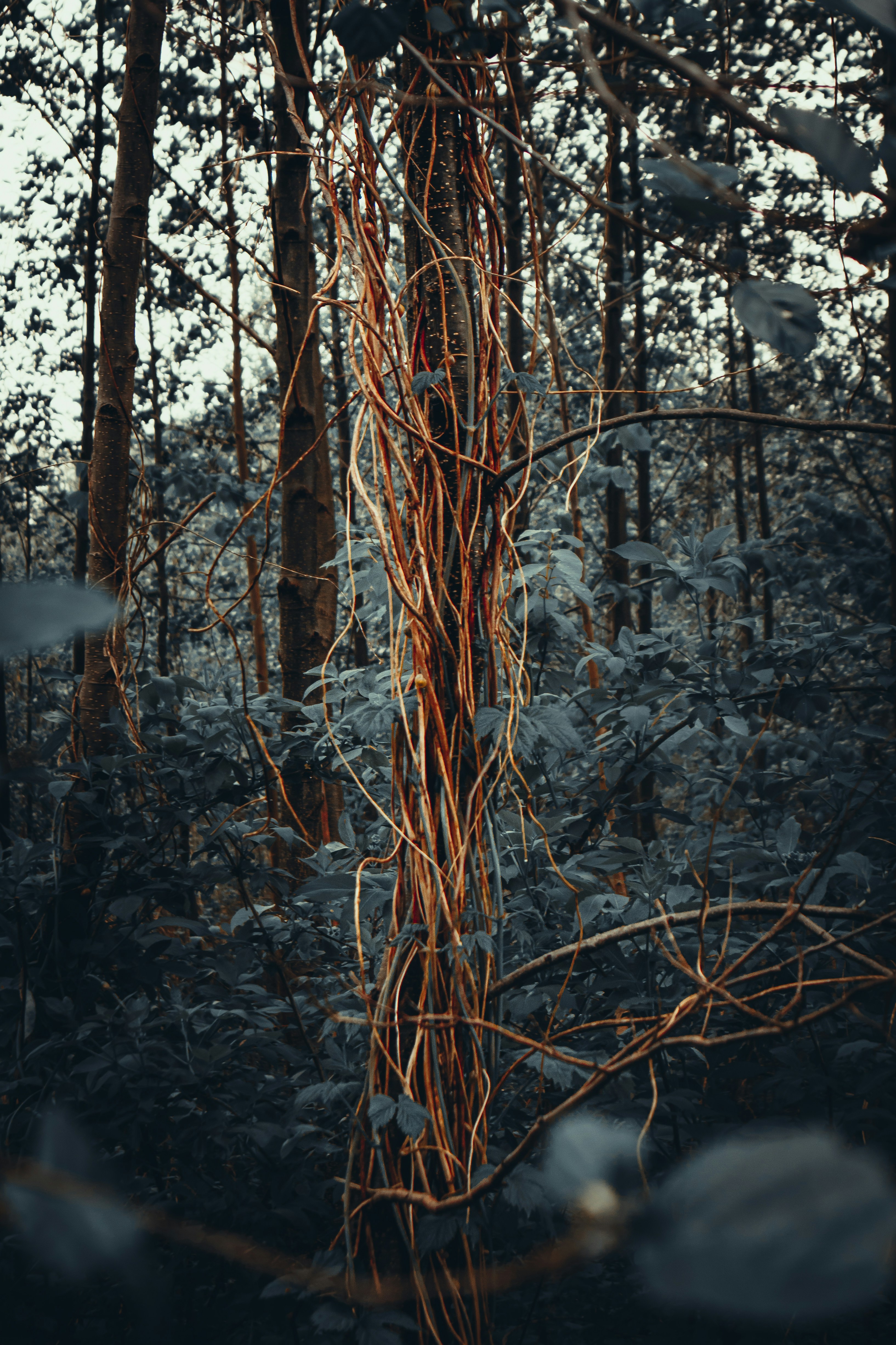 Vinebound Trunk in a Twilight Forest