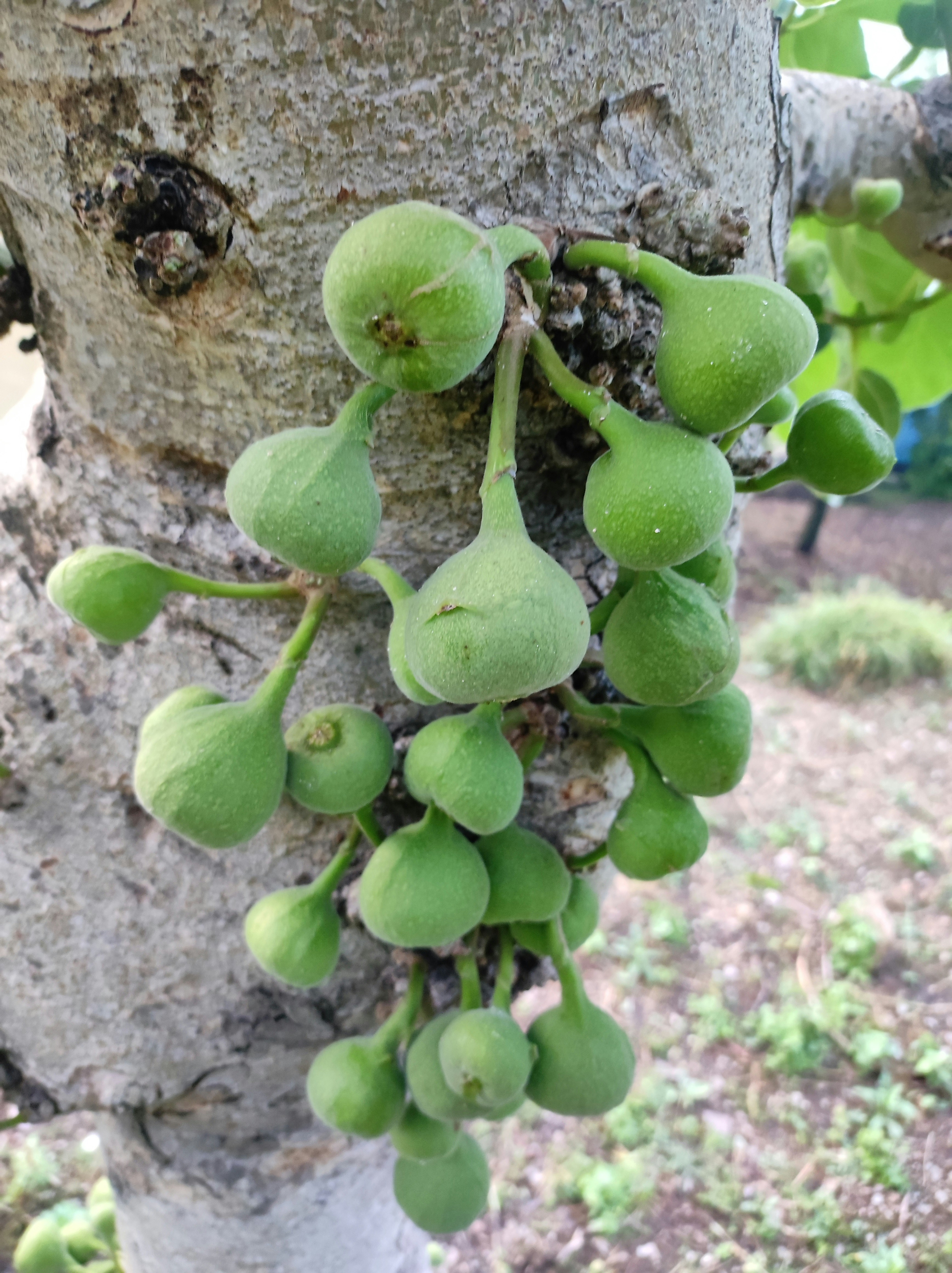 Photo by DINESH SINGH PANWAR with Xiaomi Mi 11 Lite NE