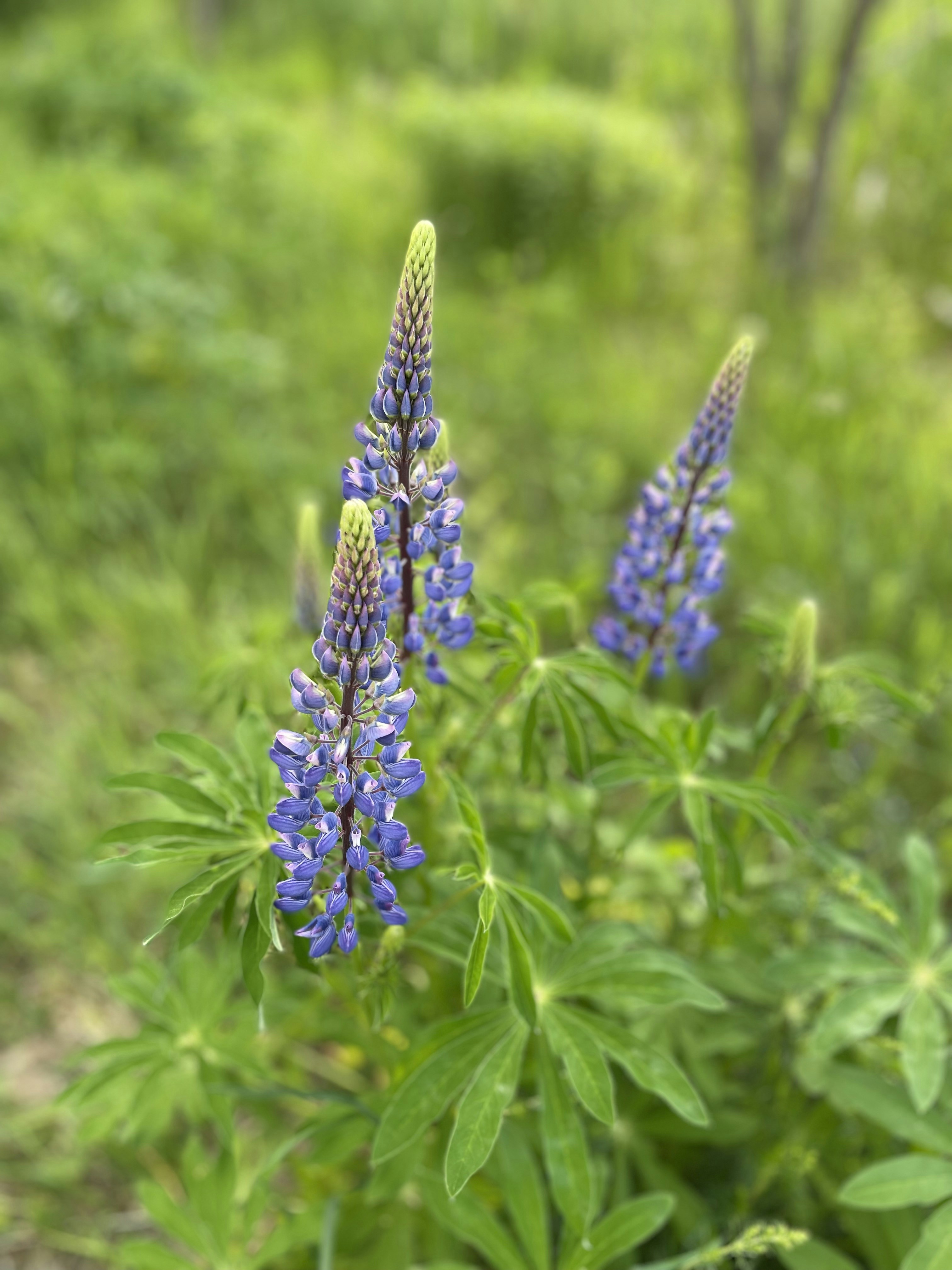Purple Lupine Portrait in a Sunlit Meadow