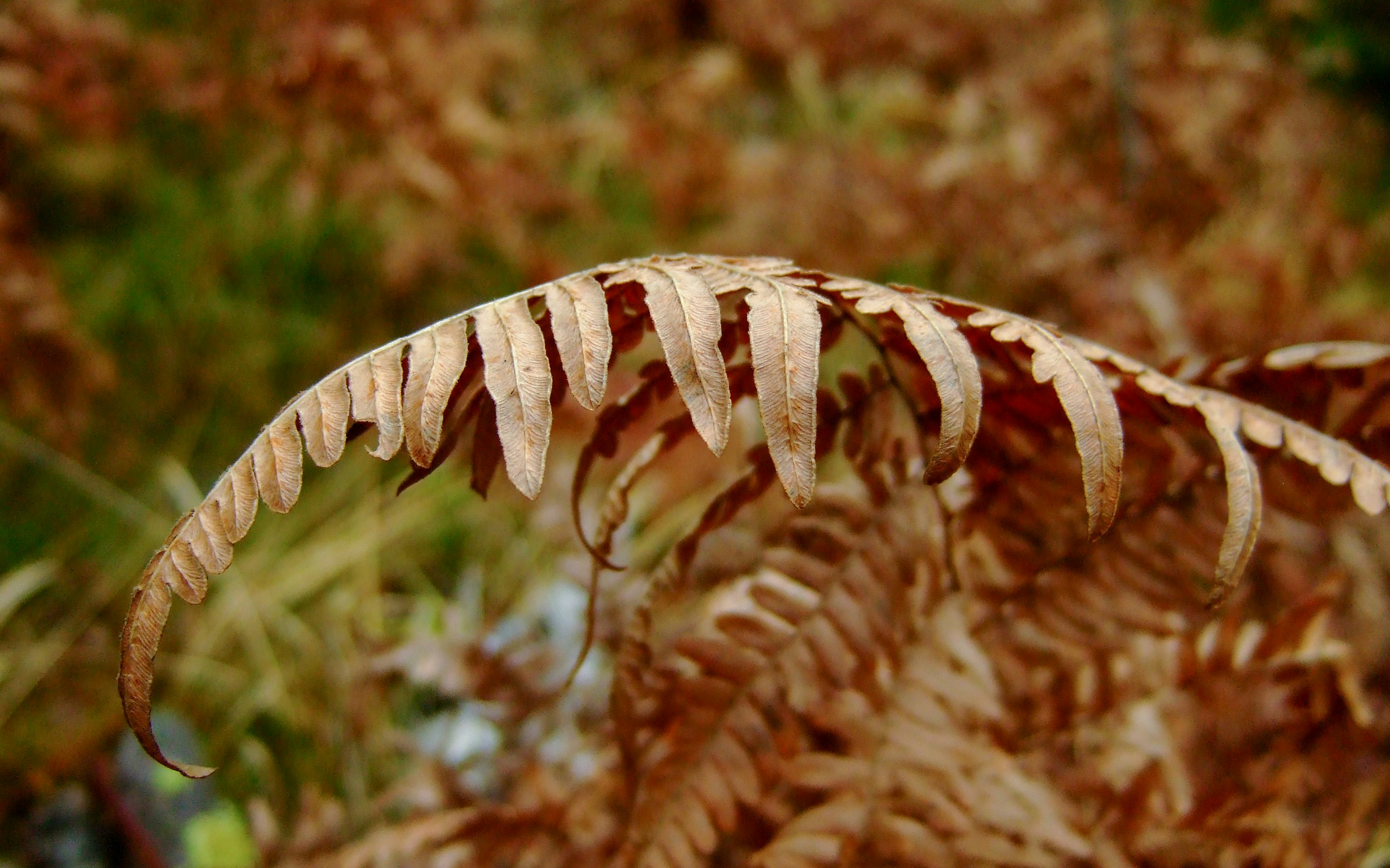 Spiral of Decay: A Close-Up on Autumn Fern Fronds