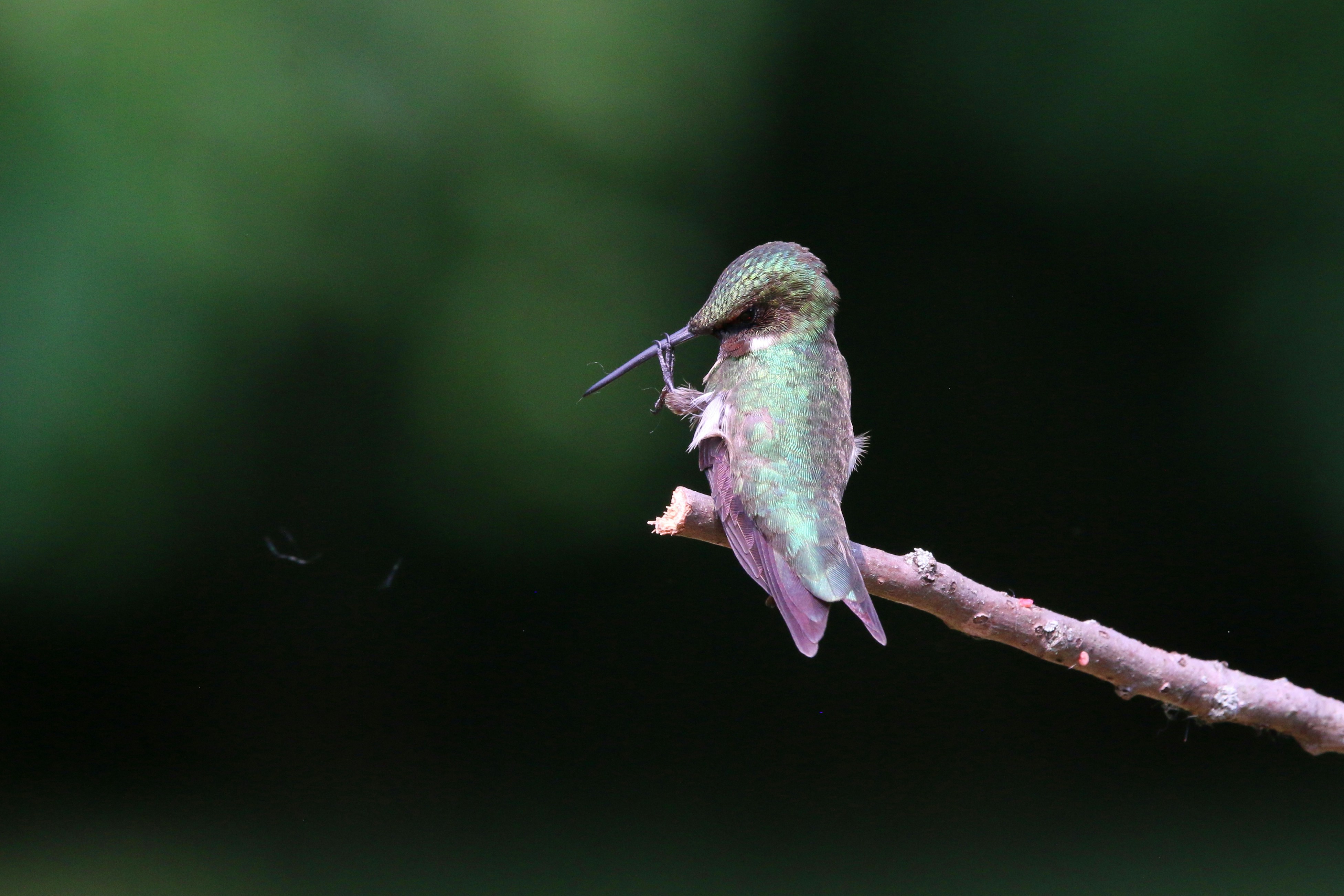 A hummingbird perched on a branch with a bug in its mouth photo – Free ...