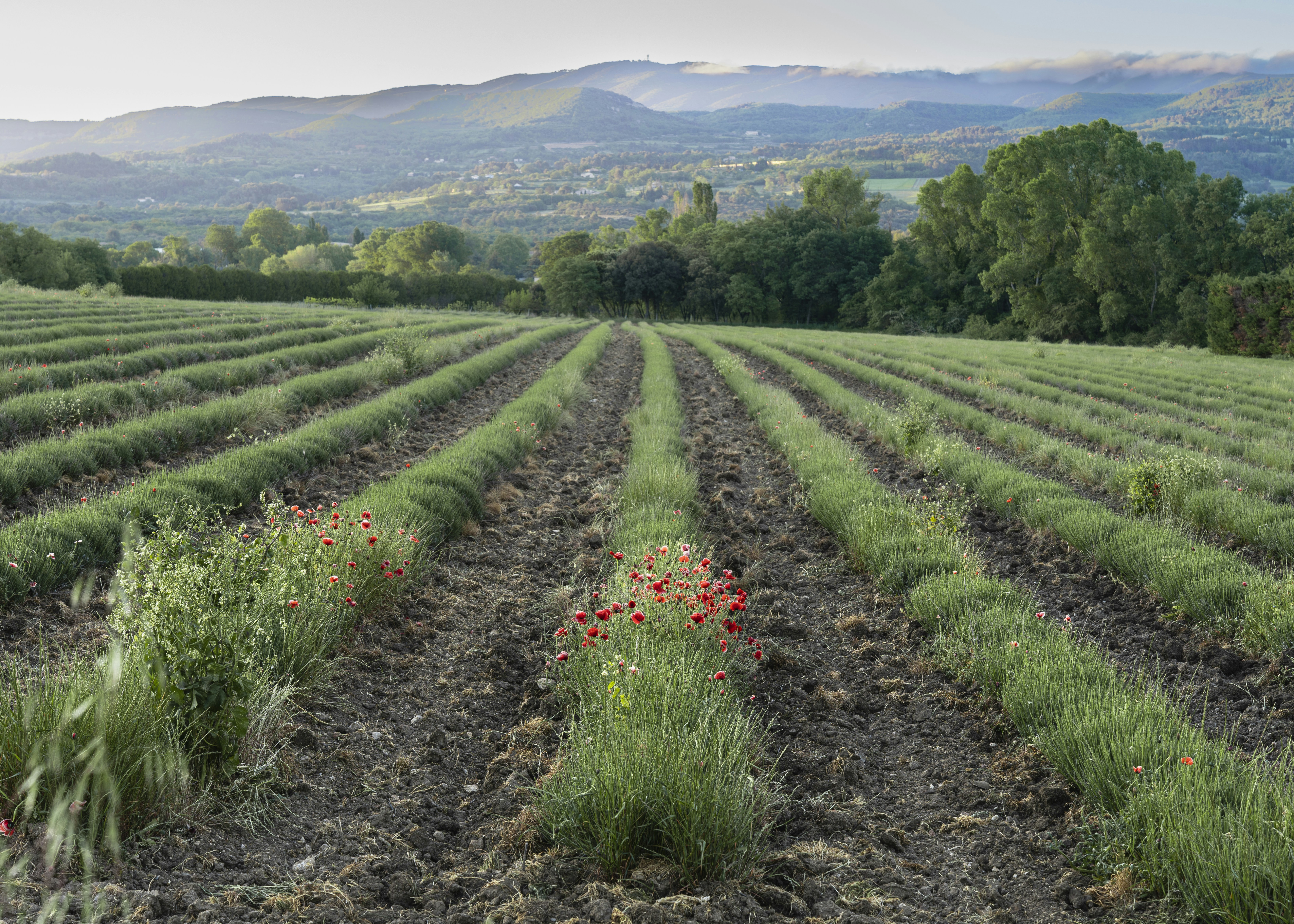 Un grand champ avec un bouquet de fleurs dedans photo – Photo La France ...