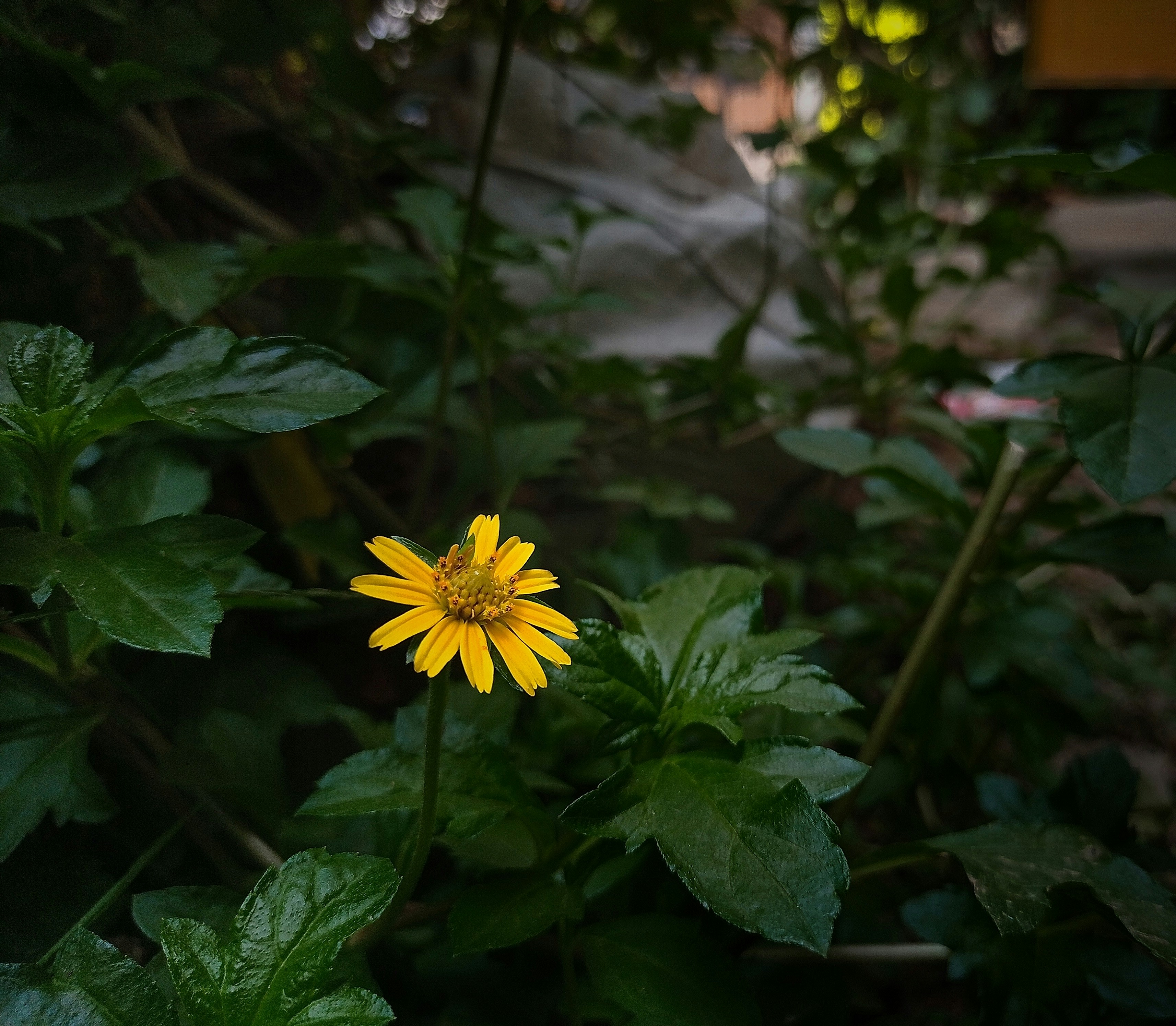 Yellow flower standing out against lush green foliage in dim light.