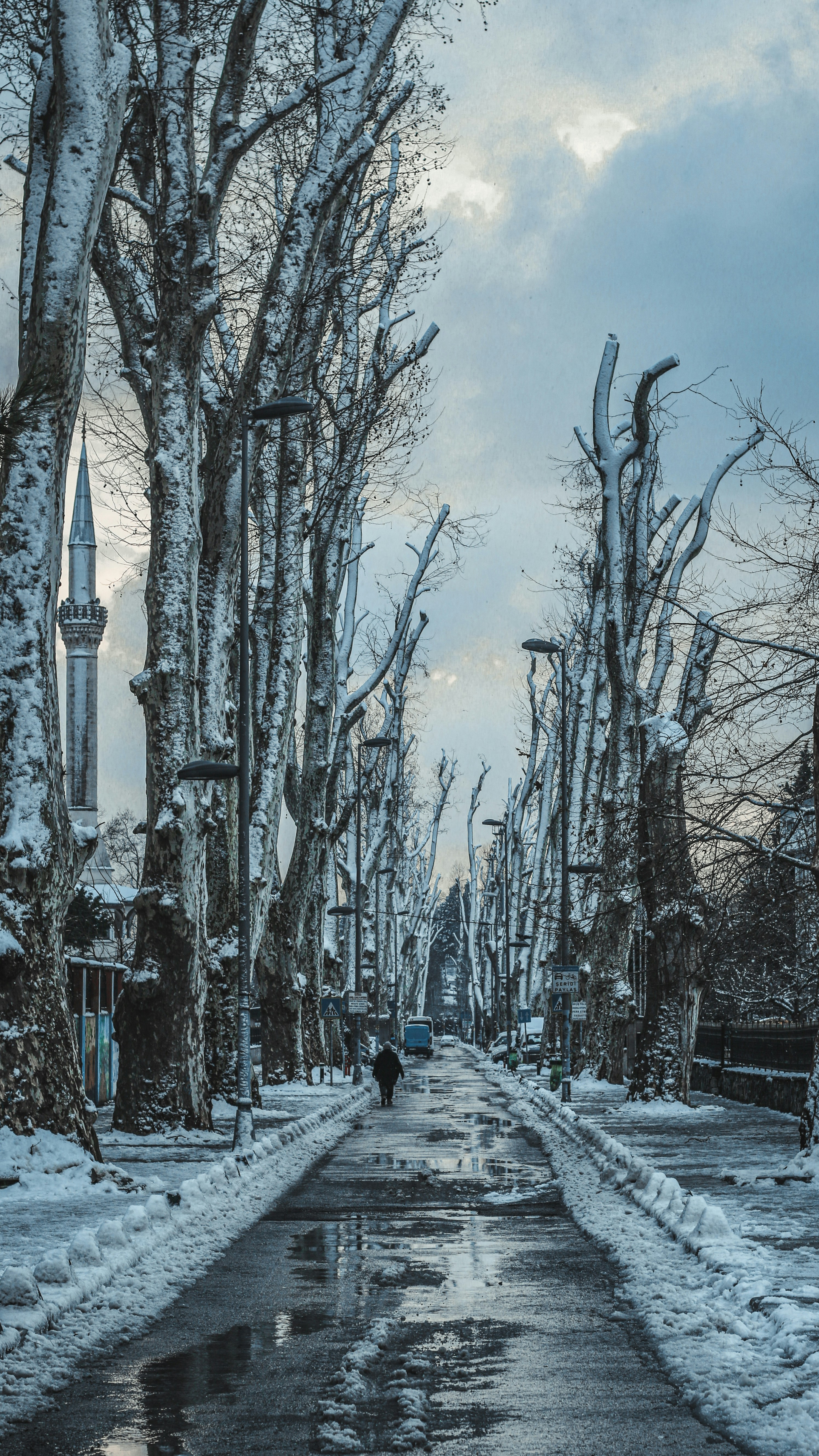 Snowbound Avenue: Tree-Frame Path Toward a Distant Minaret