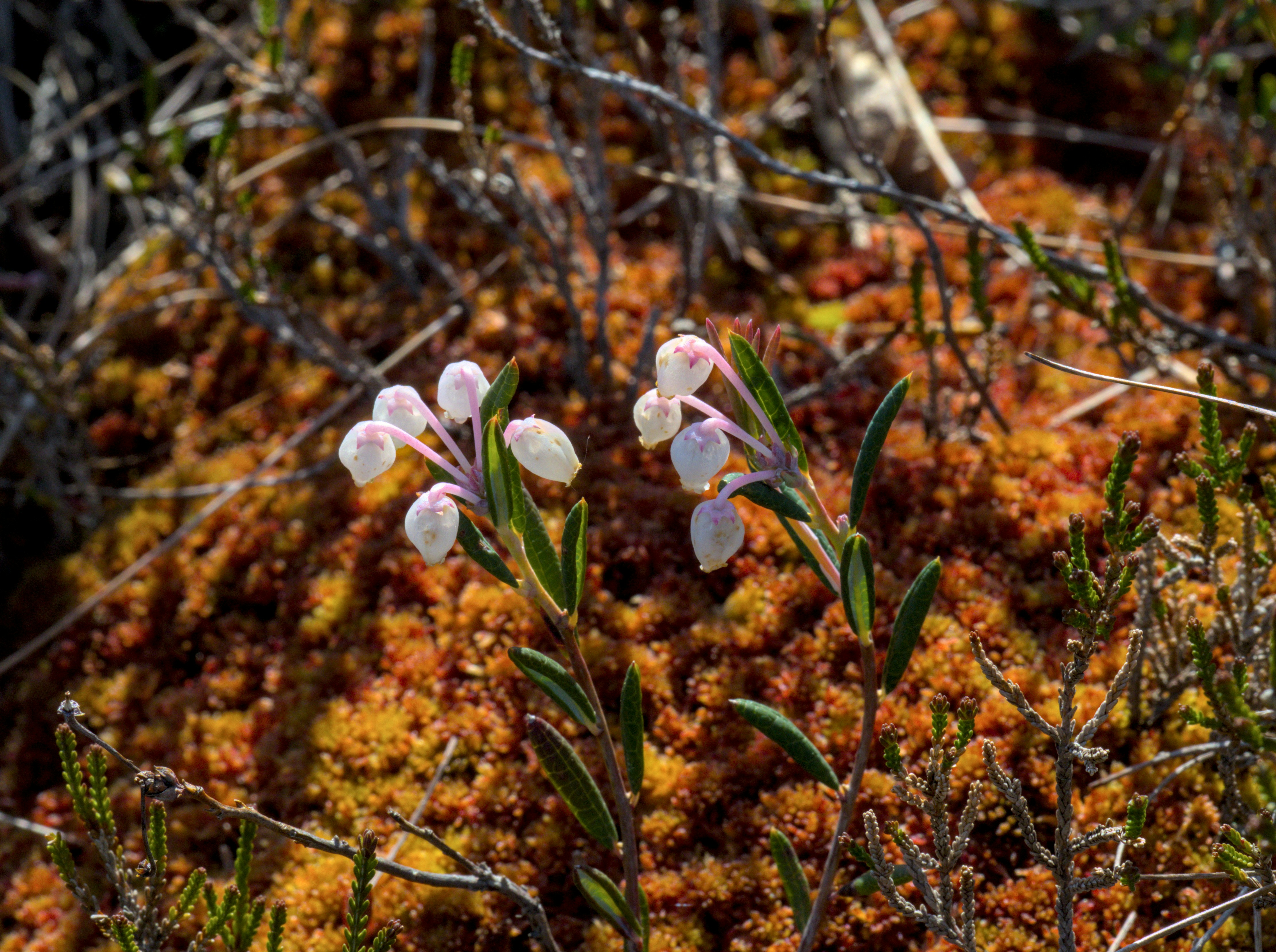 Bog Pictures | Download Free Images on Unsplash