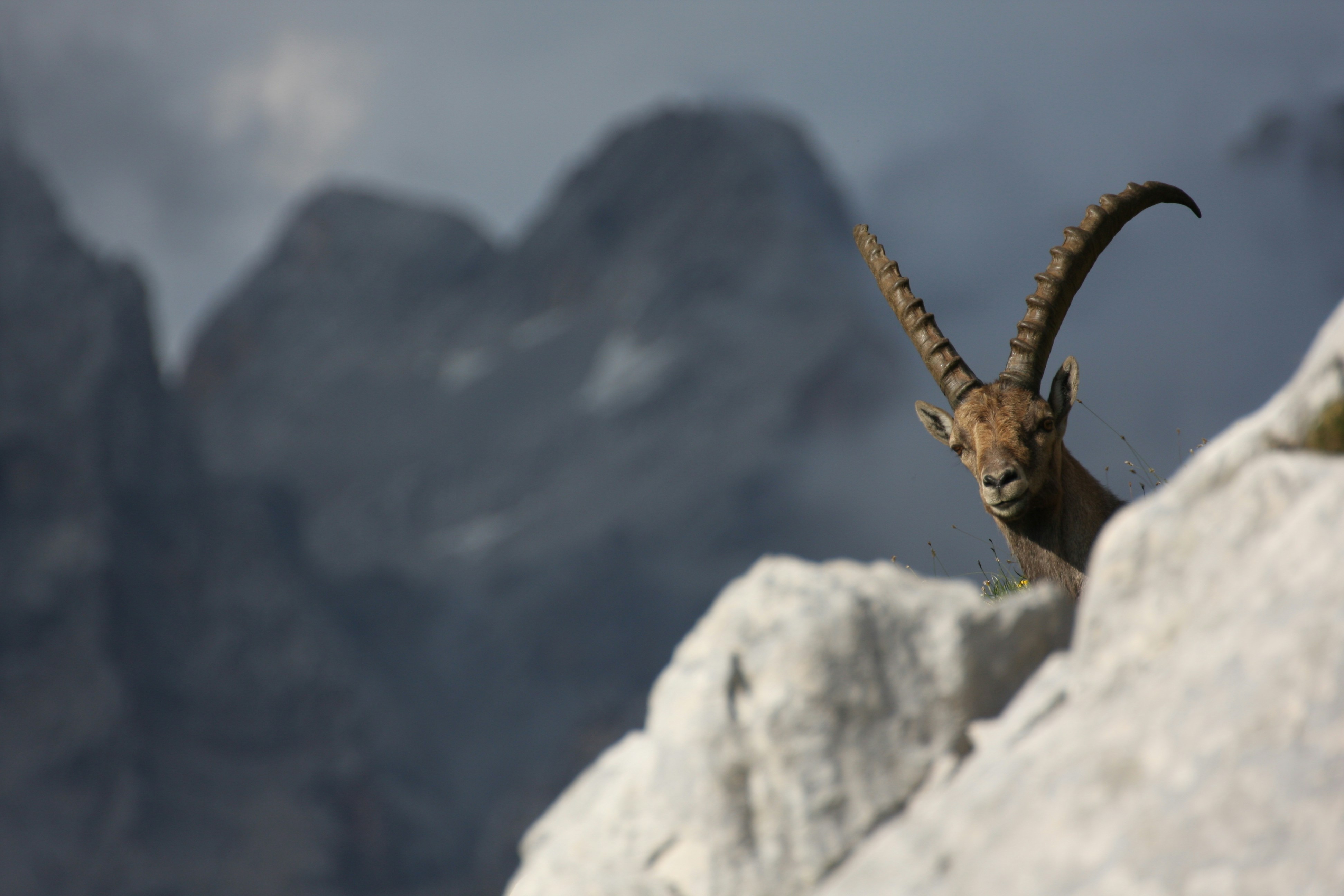 Alpine Watcher: A Ram perches on the Granite Crest