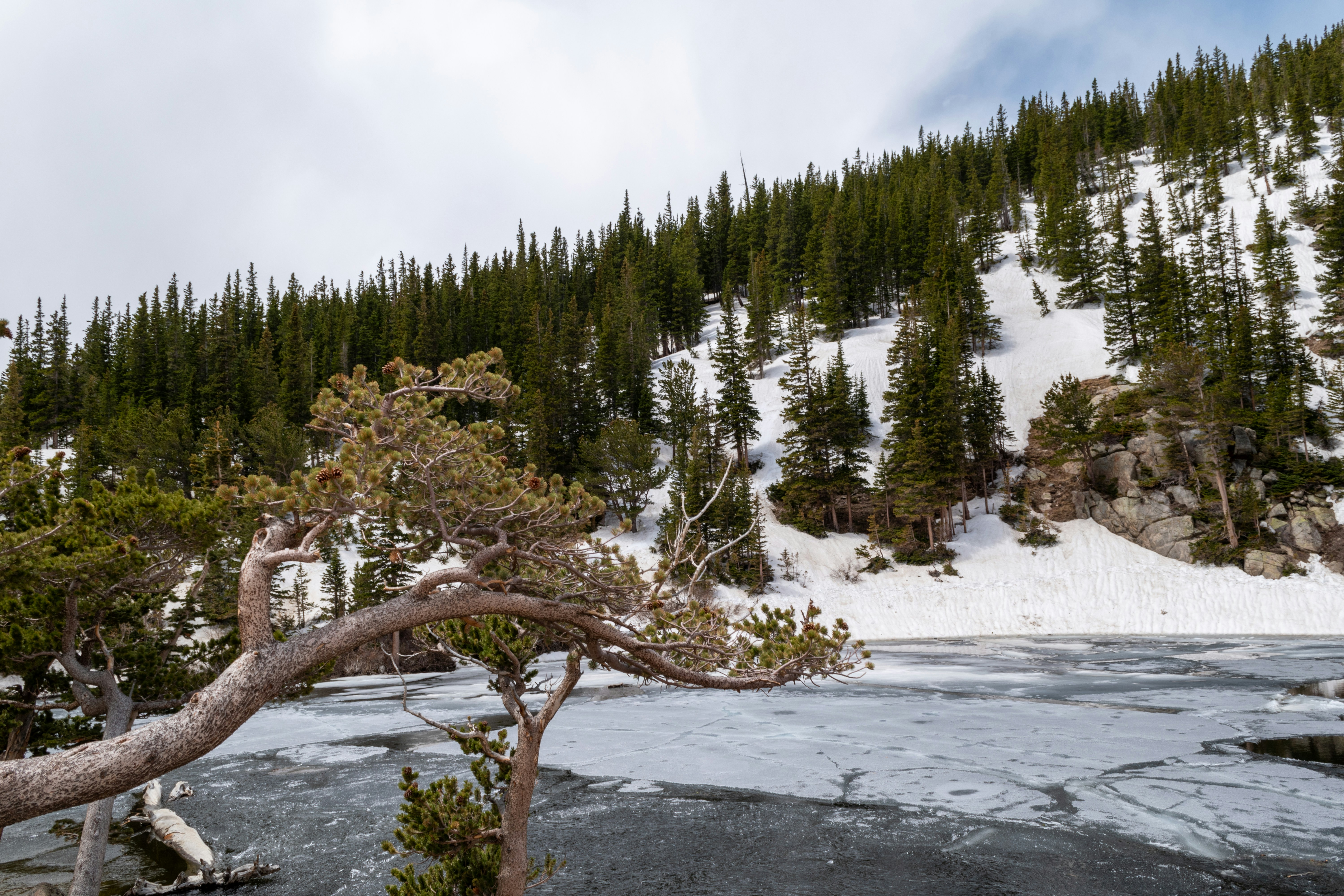 Snow-Threaded Pines Over a Cracked Lake