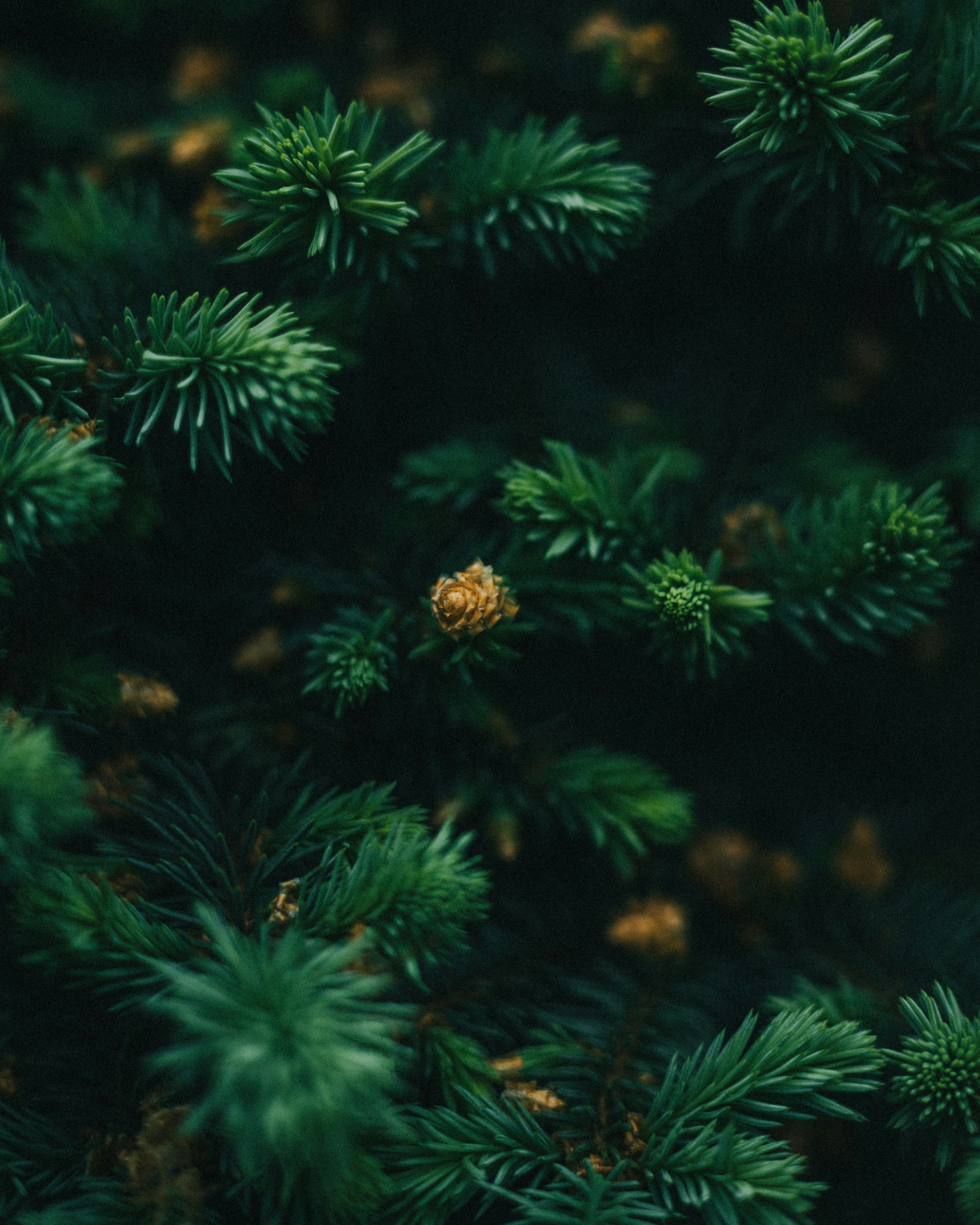 A close up of a bunch of pine needles photo – Free Tree Image on Unsplash