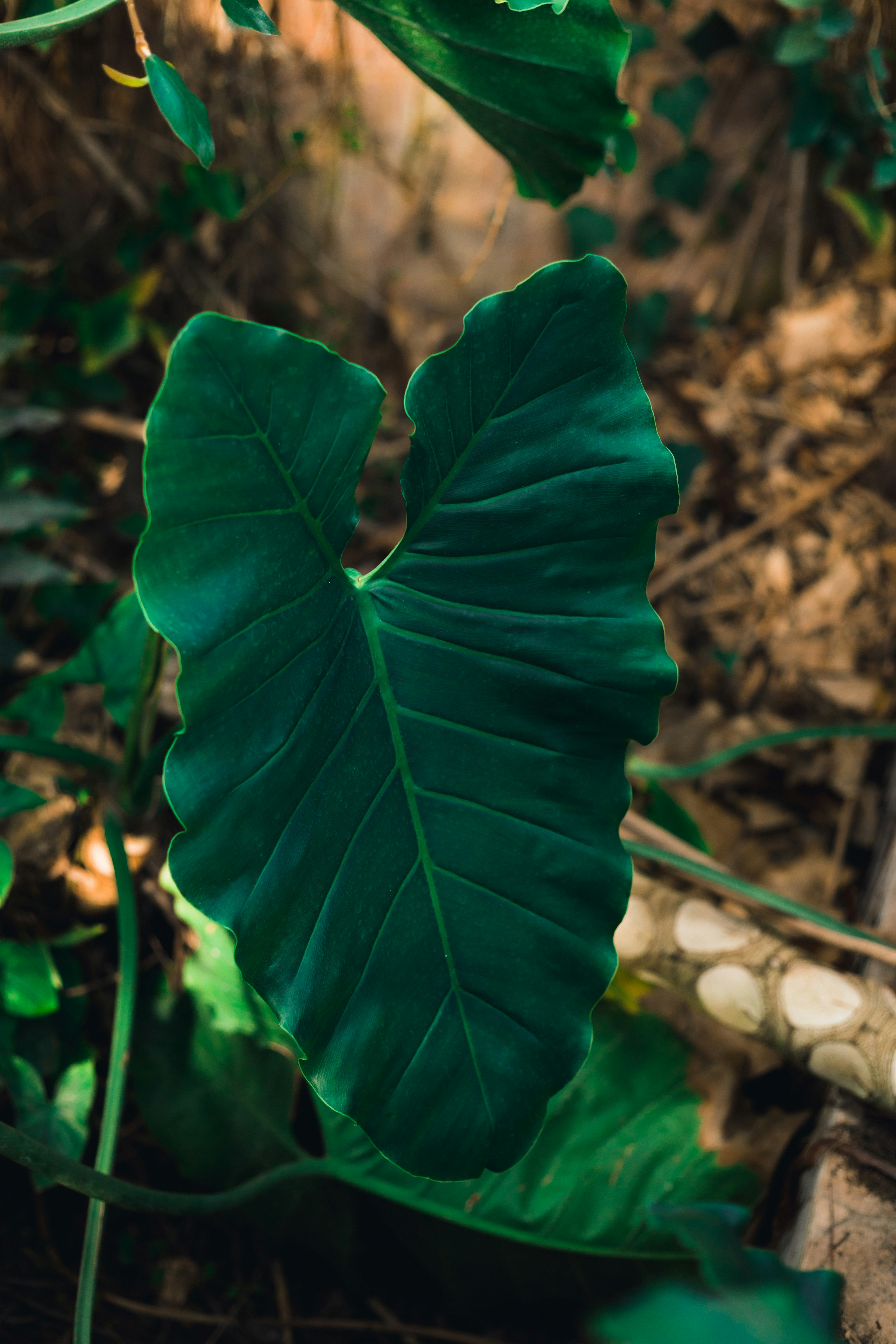 Emerald Veins: A Close-Up Portrait of a Leaf's Texture