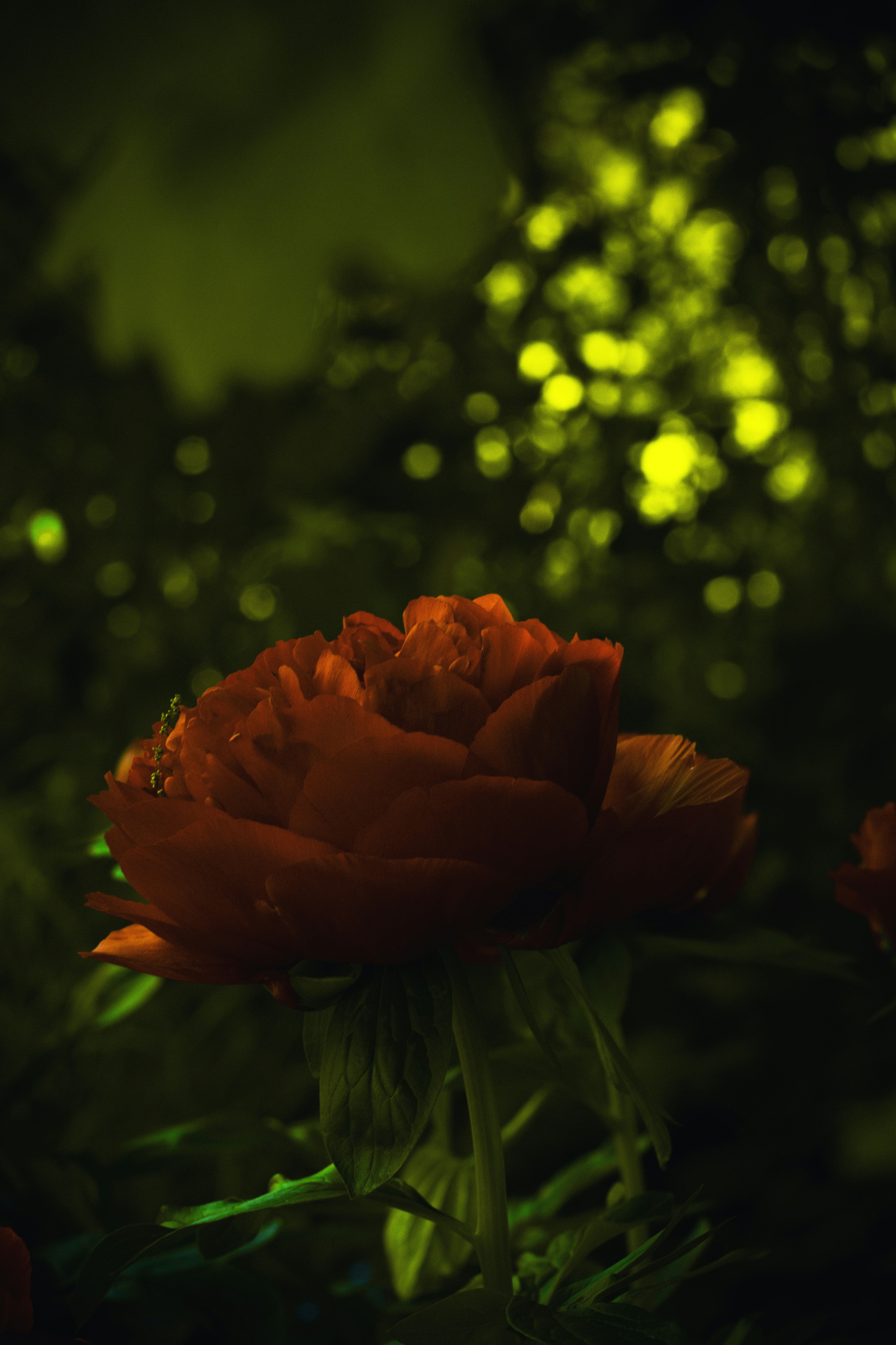 Beautiful Dark Forest Flower