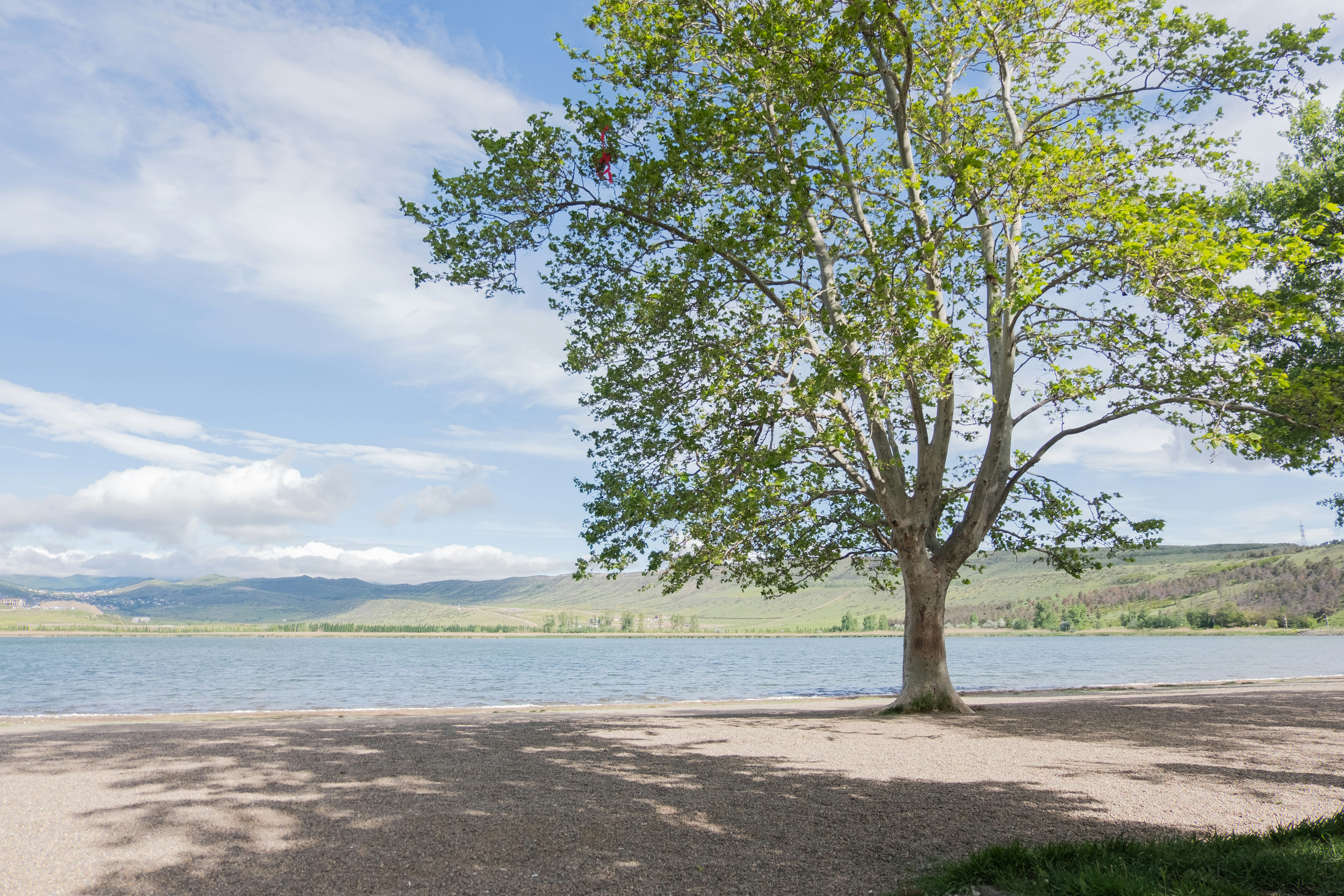 Lone Tree by the Calm Shoreline