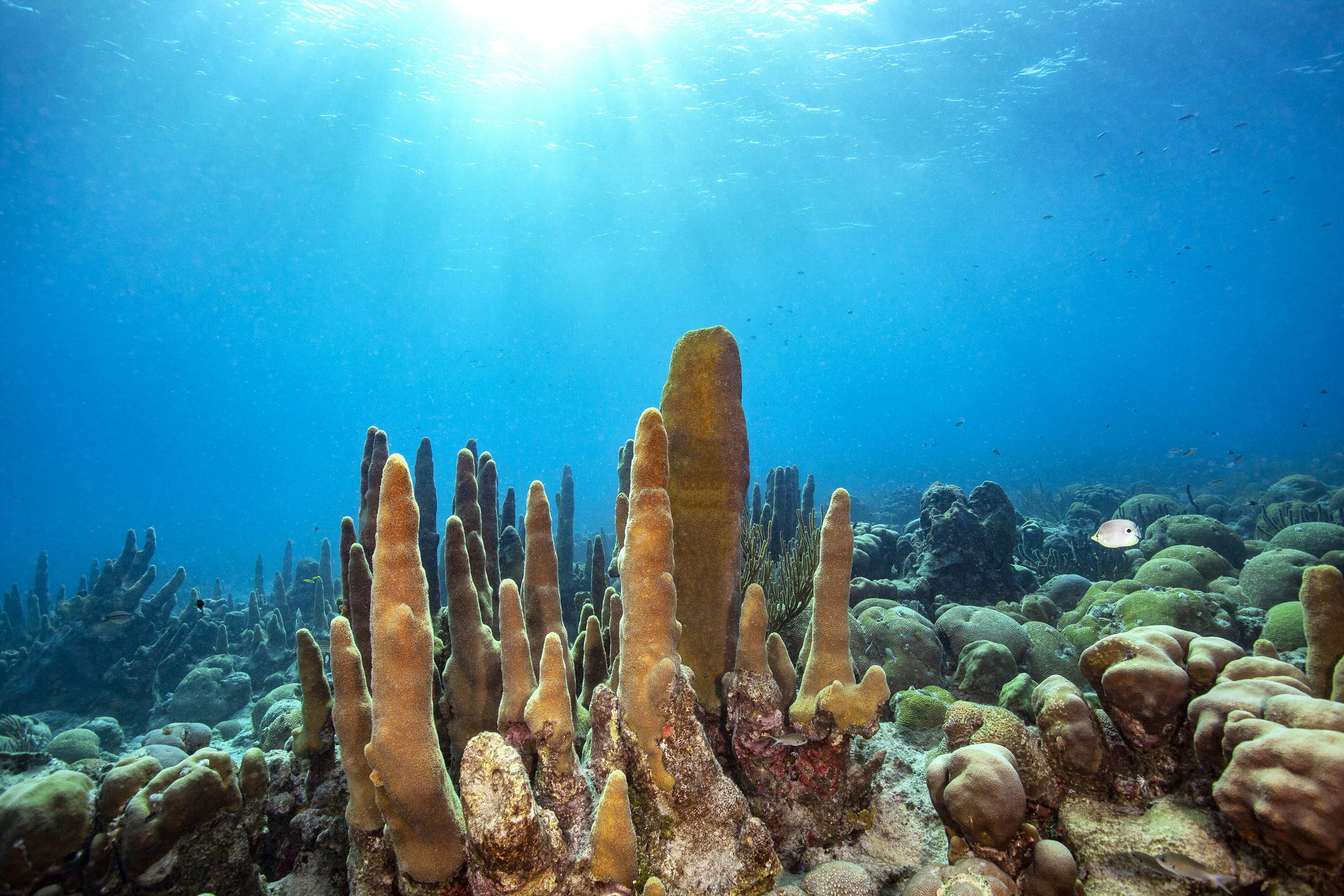 Underwater Coral Cathedral Basking in Sunlit Blue