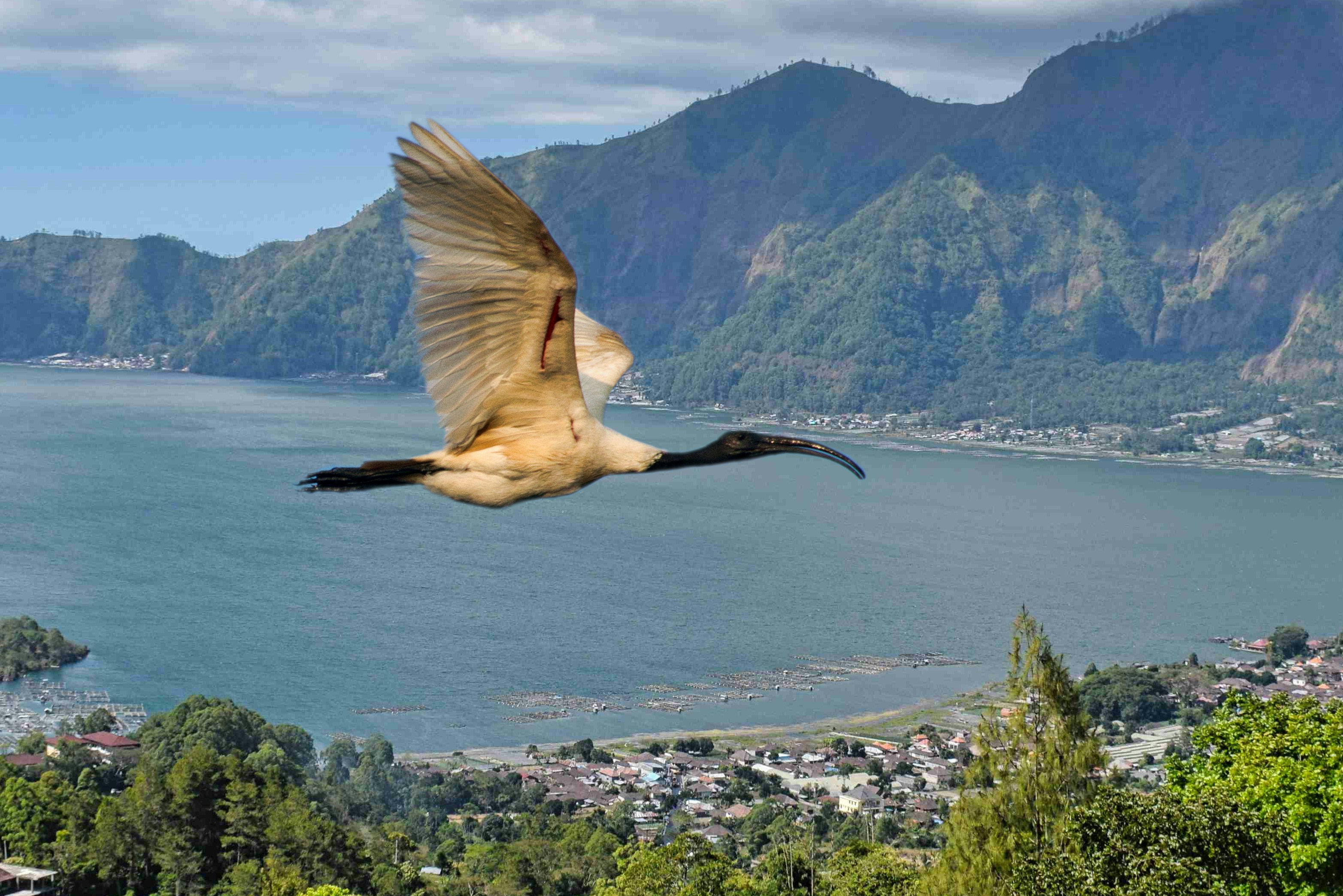 Winged Crossing Over a Sapphire Inlet: Heron Against Mountain-Pinned Coast