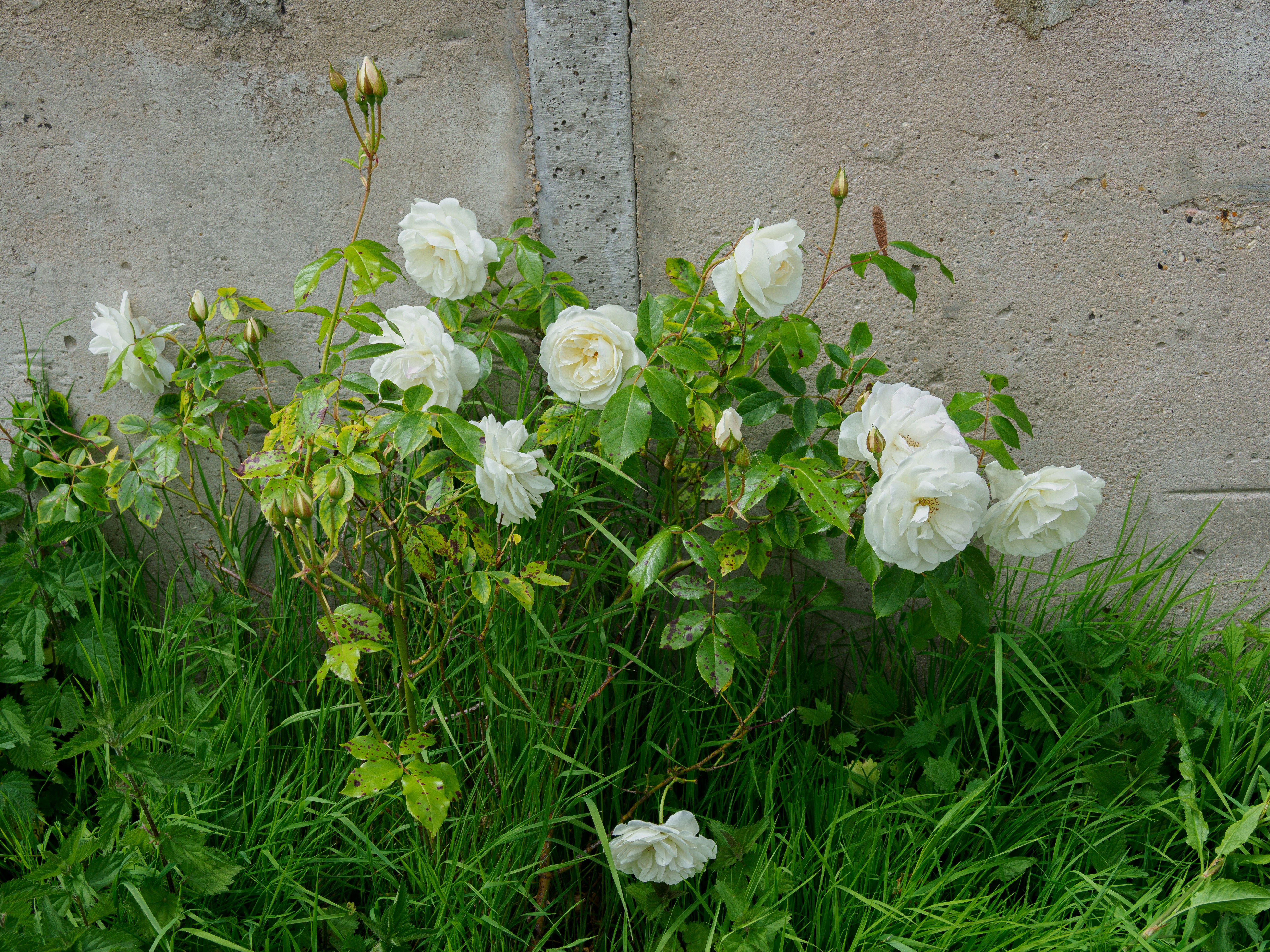 White Roses by a Weathered Wall: A Quiet Garden Moment