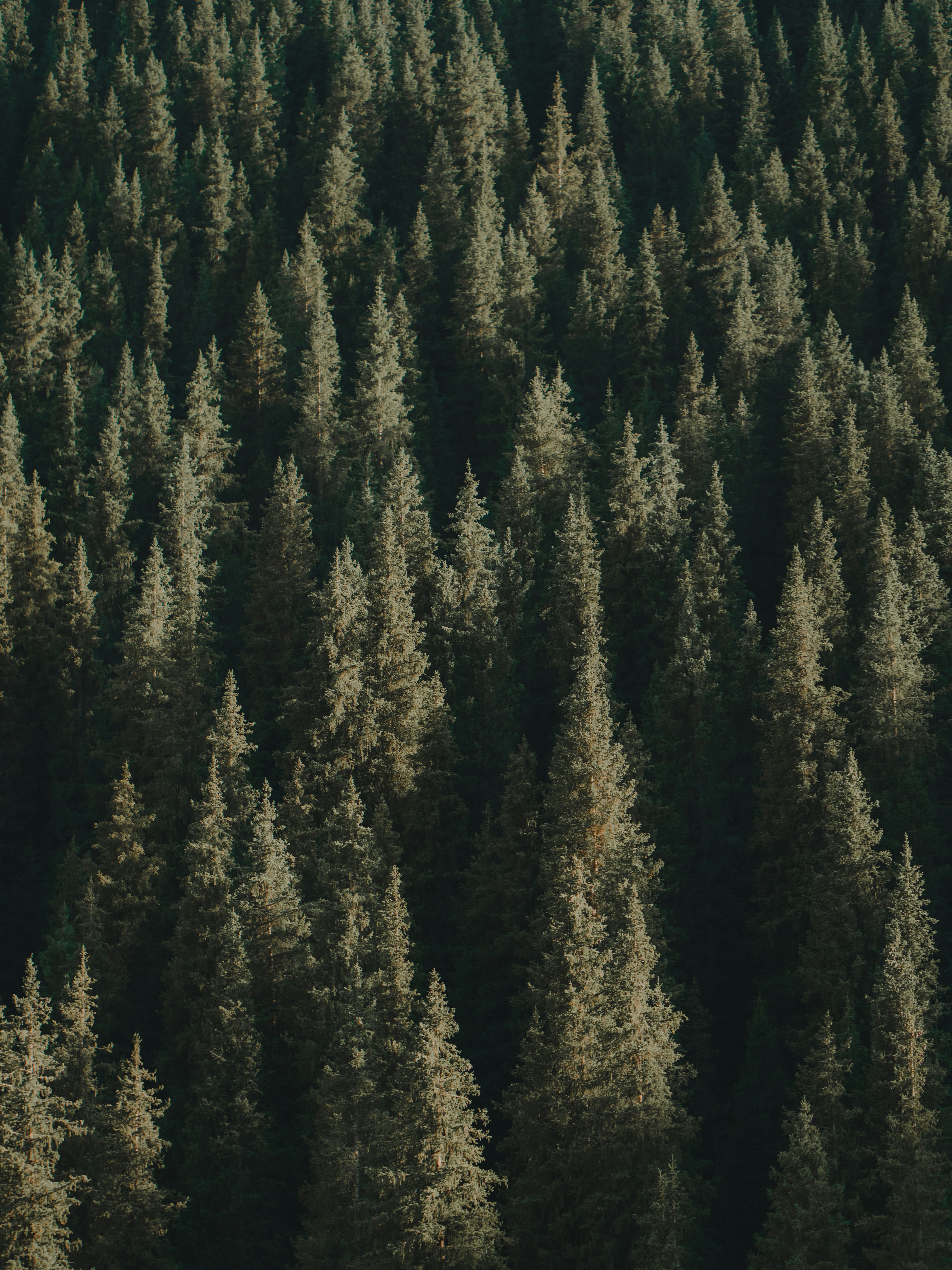 A large group of trees in a forest photo – Free Background Image on ...