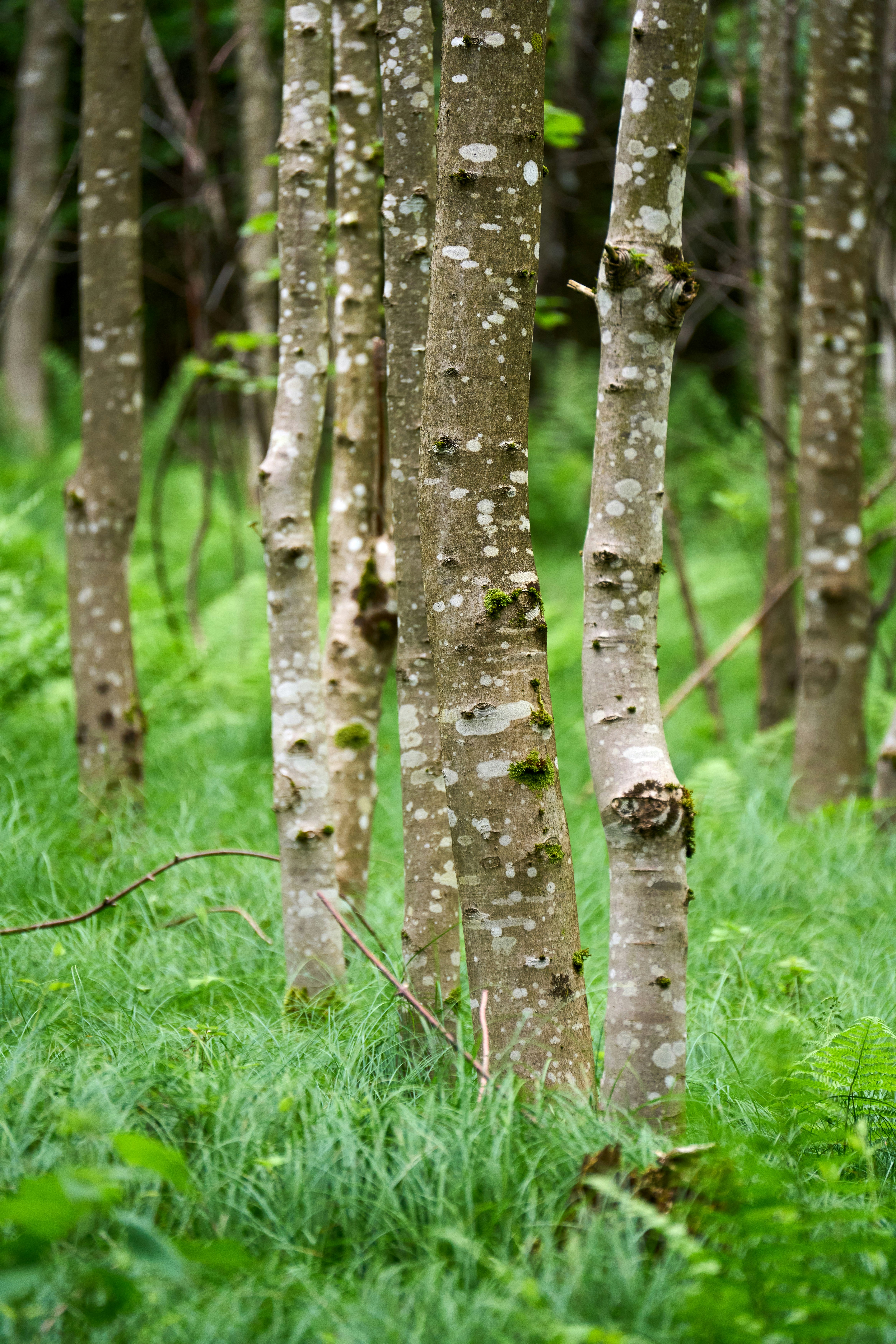 Birch Sentinels: Moss-Dusted Trunks in a Velvet Green Understory