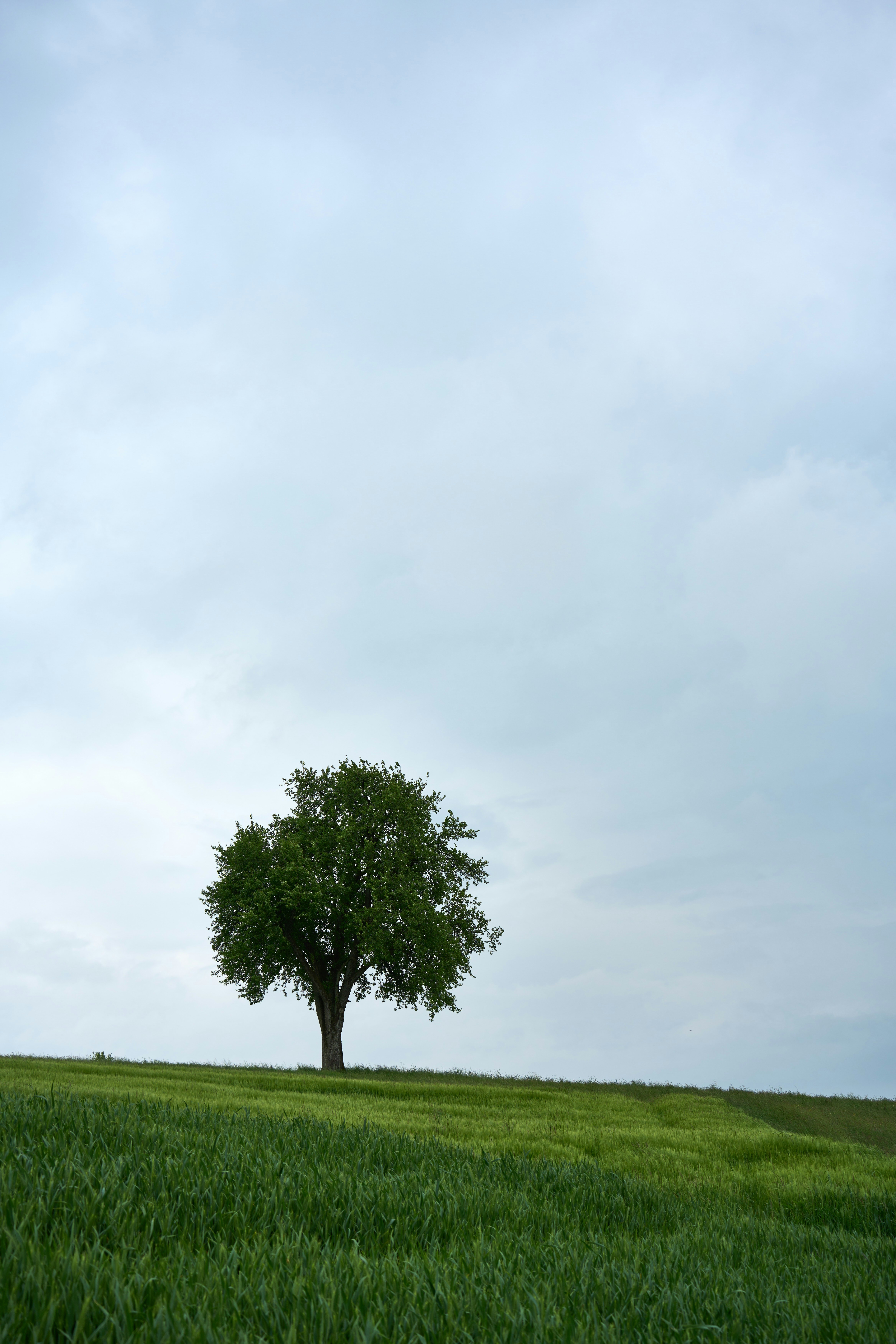 A lone tree in a grassy field under a cloudy sky photo – Free Single ...