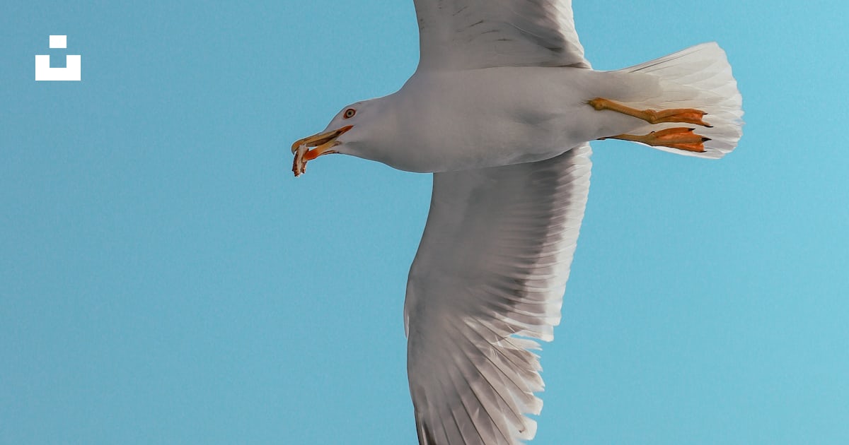 羽を広げて青空を飛ぶカモメの写真 Unsplashの無料鳥写真