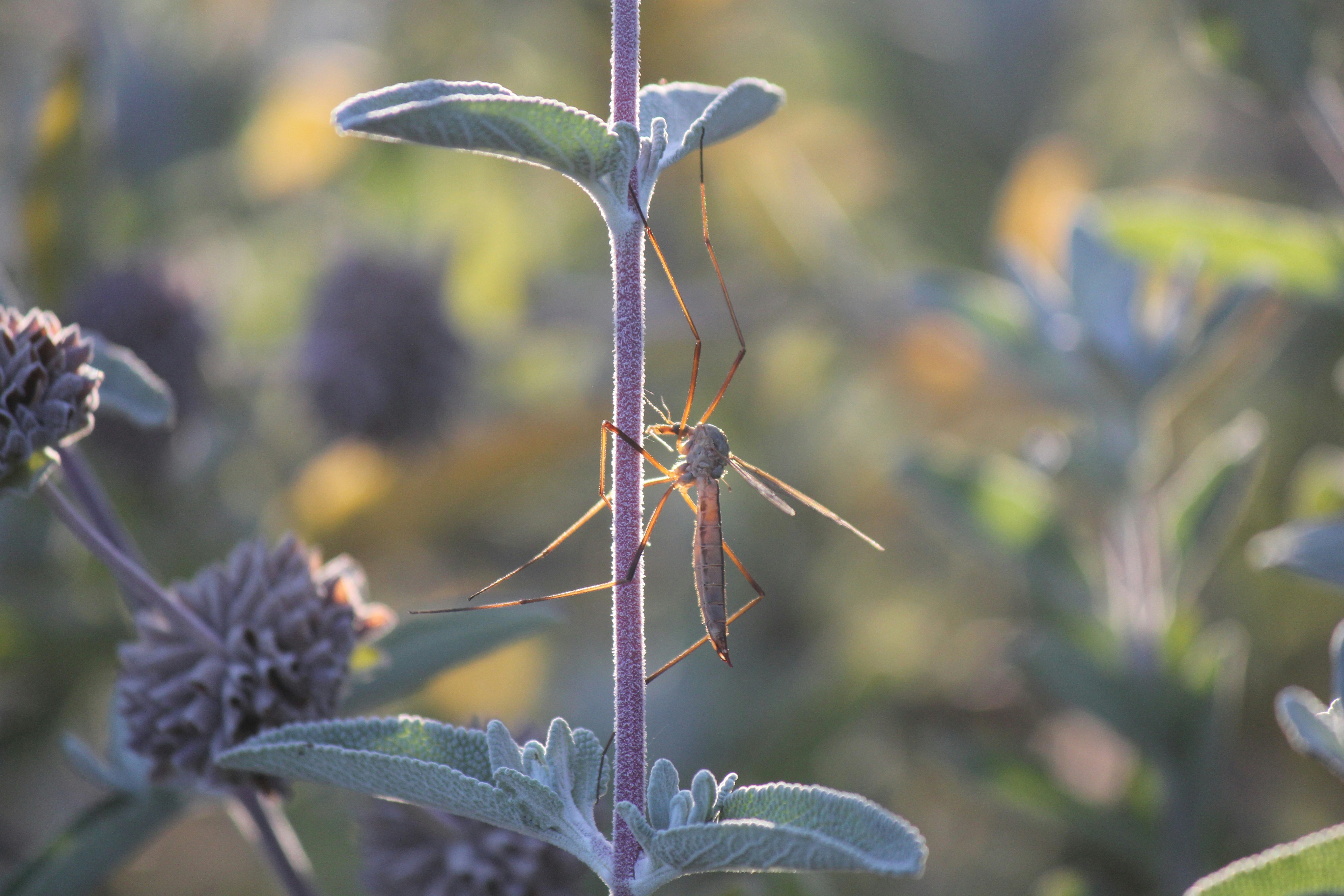 Velvet Stem, Silent Watcher: A Spider on a Delicate Garden Stem