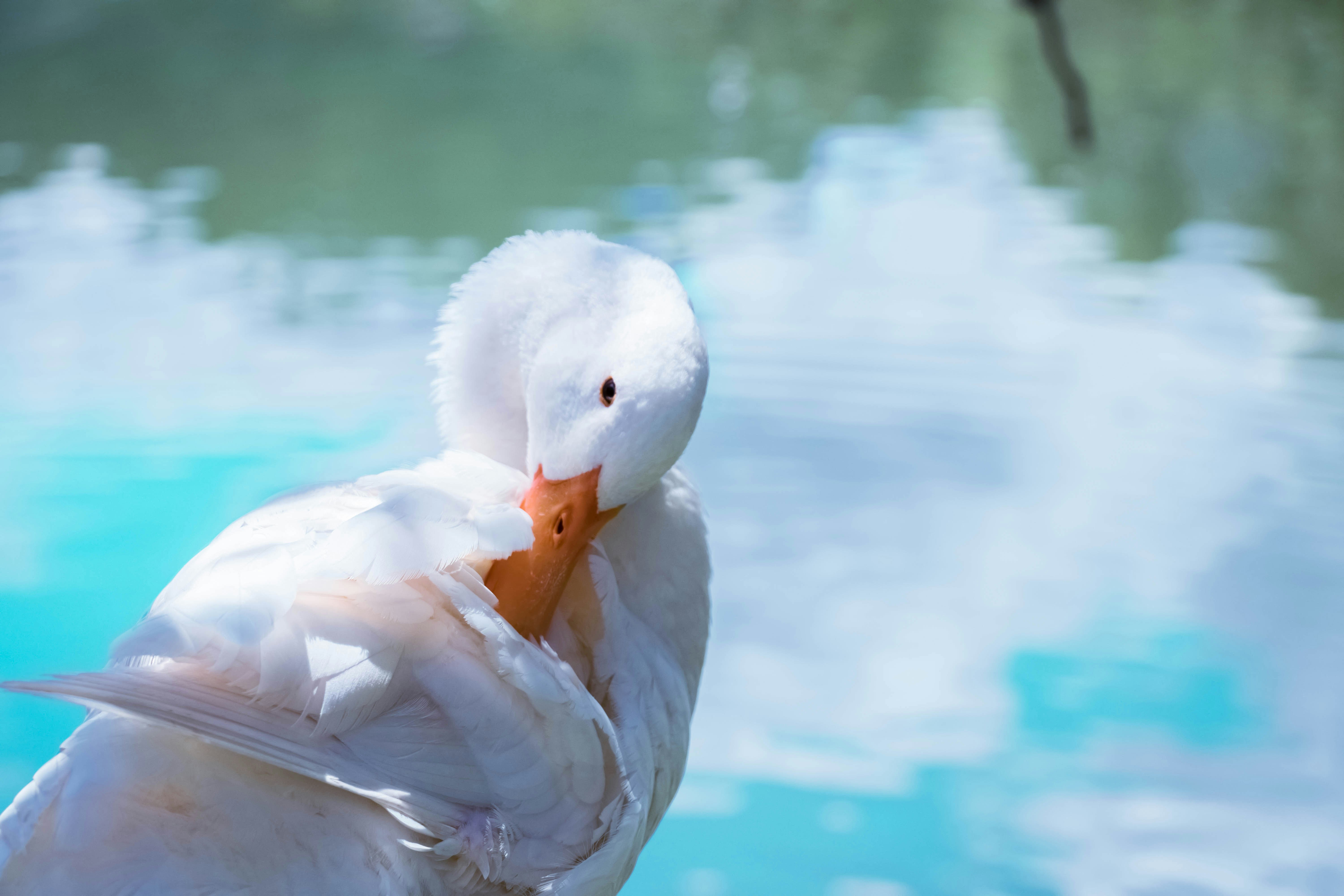 Preening White Swan at the Edge of Turquoise Reflections
