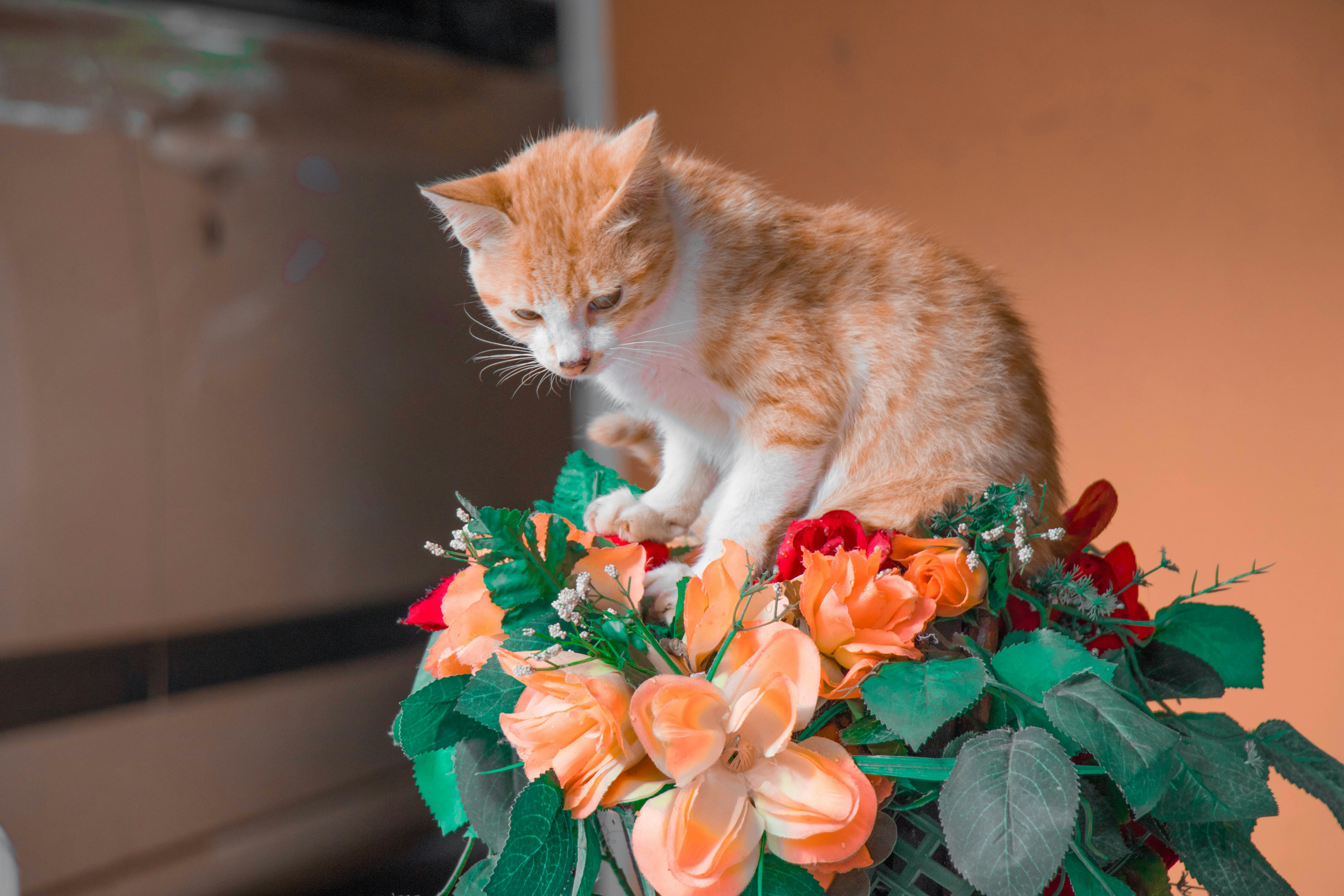 Orange Mellow: A Cat Perched Amid Silk Blossoms