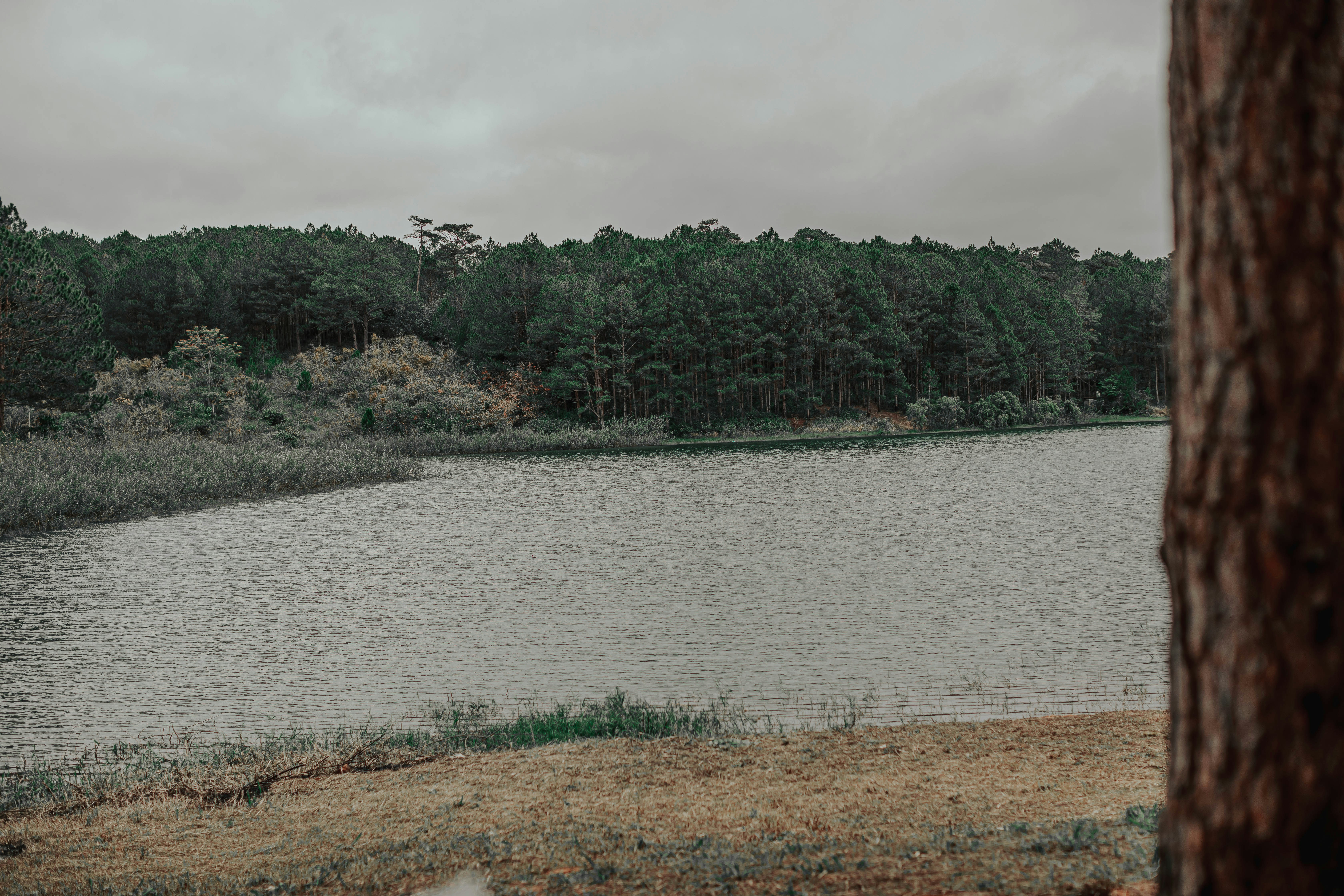Pine-Framed Lake: Calm Shoreline Under Overcast Light