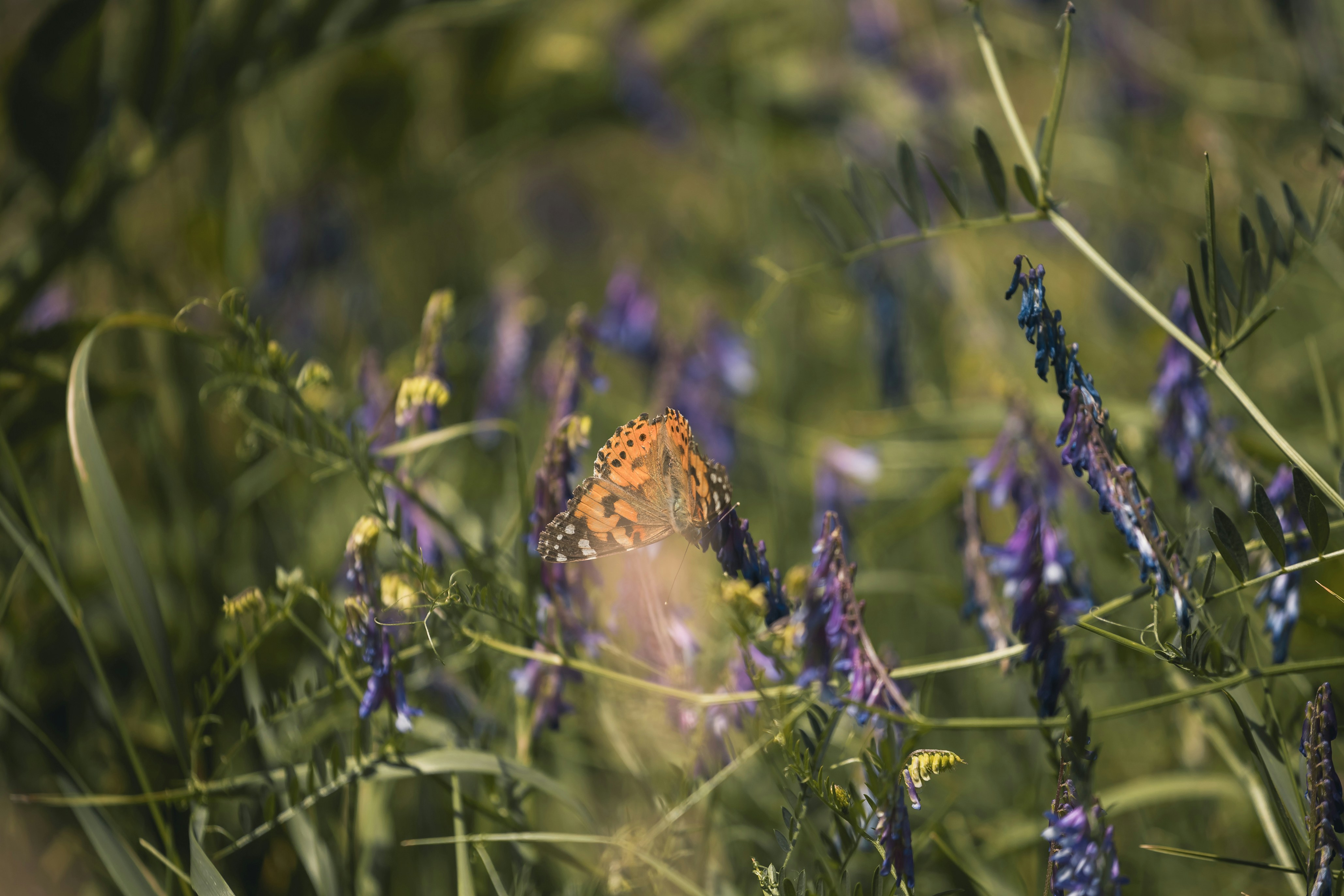 Amber butterfly among lavender stalks in a sunlit meadow